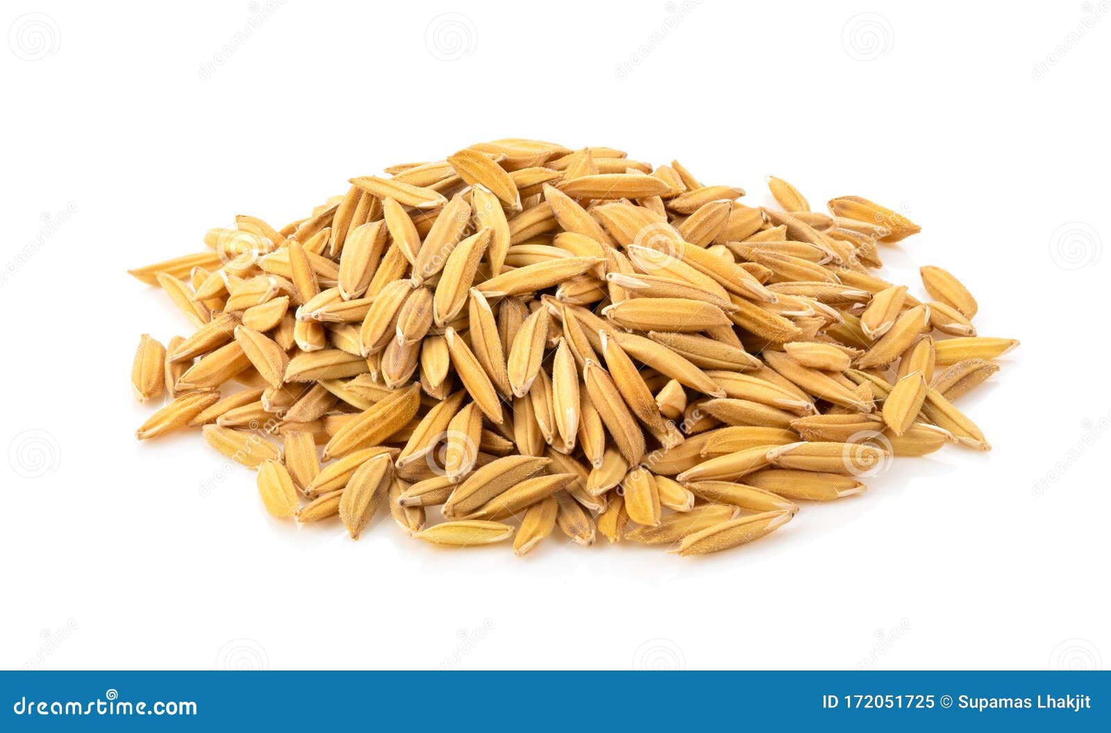 Paddy Rice Seed of Thai Jasmine Stock Image - Image of brown, ripe ...