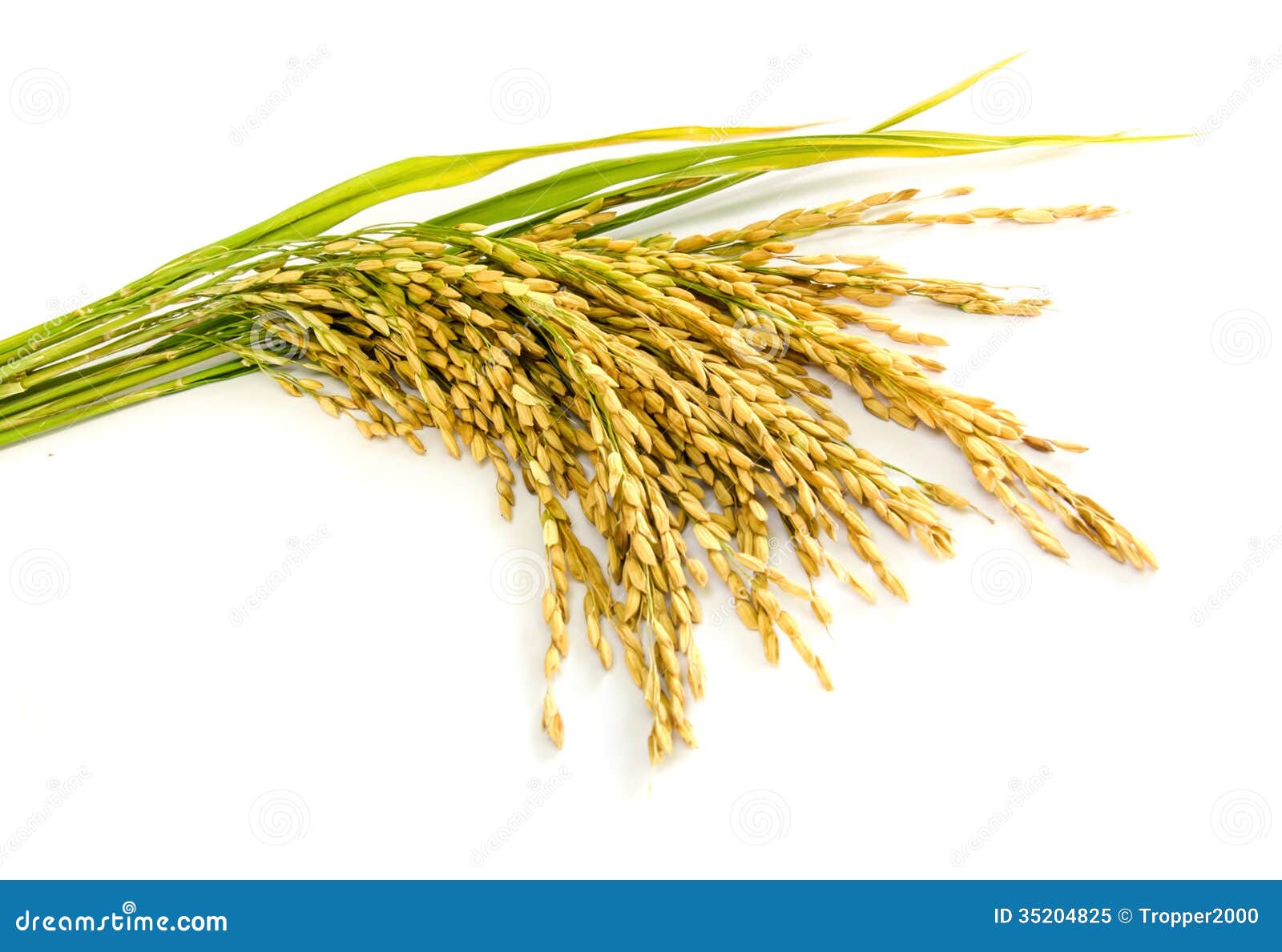Paddy rice seed. stock image. Image of field, farmer - 35204825