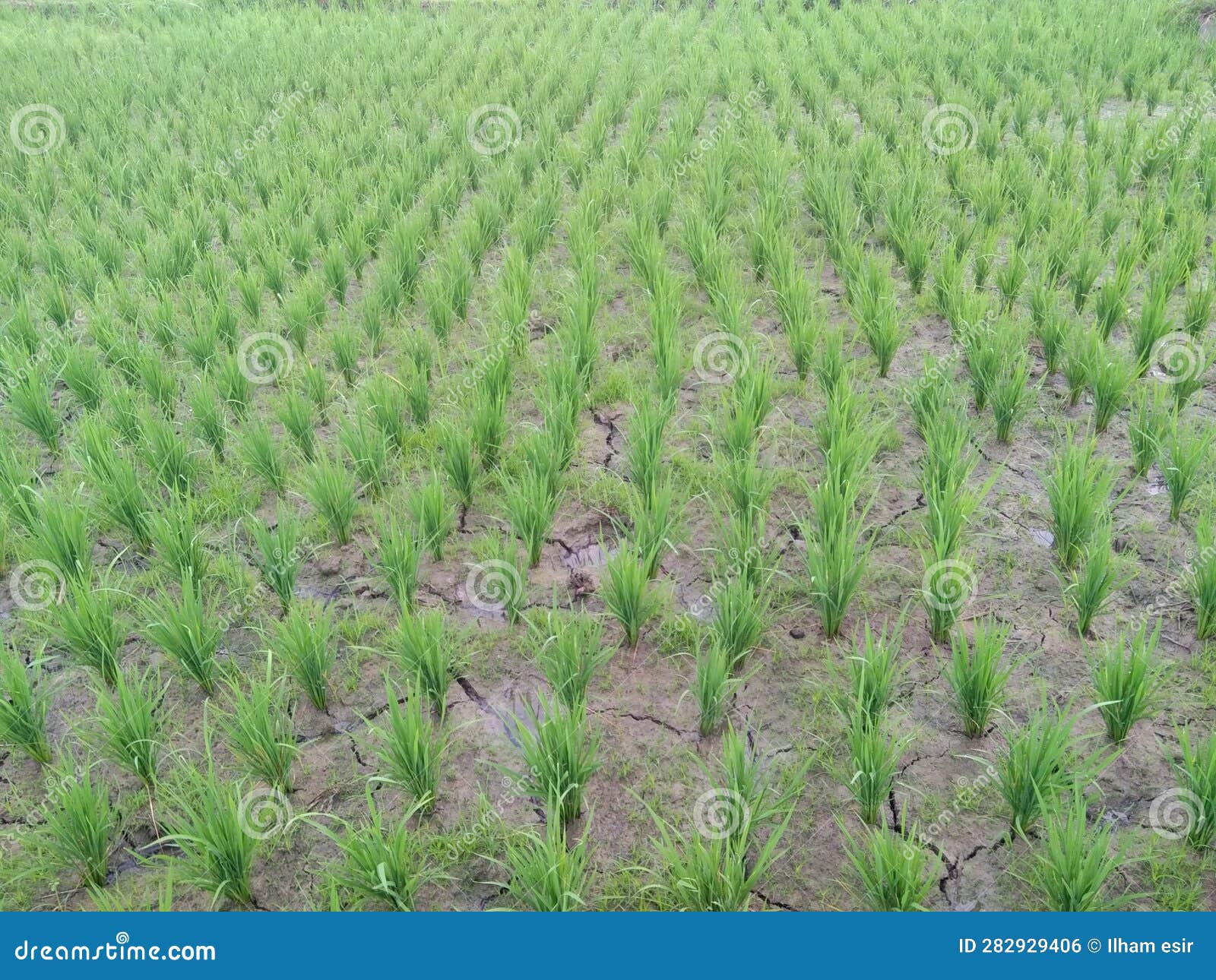 Paddy Rice Seedlings in Moist and Slightly Dry Soil Stock Photo - Image ...
