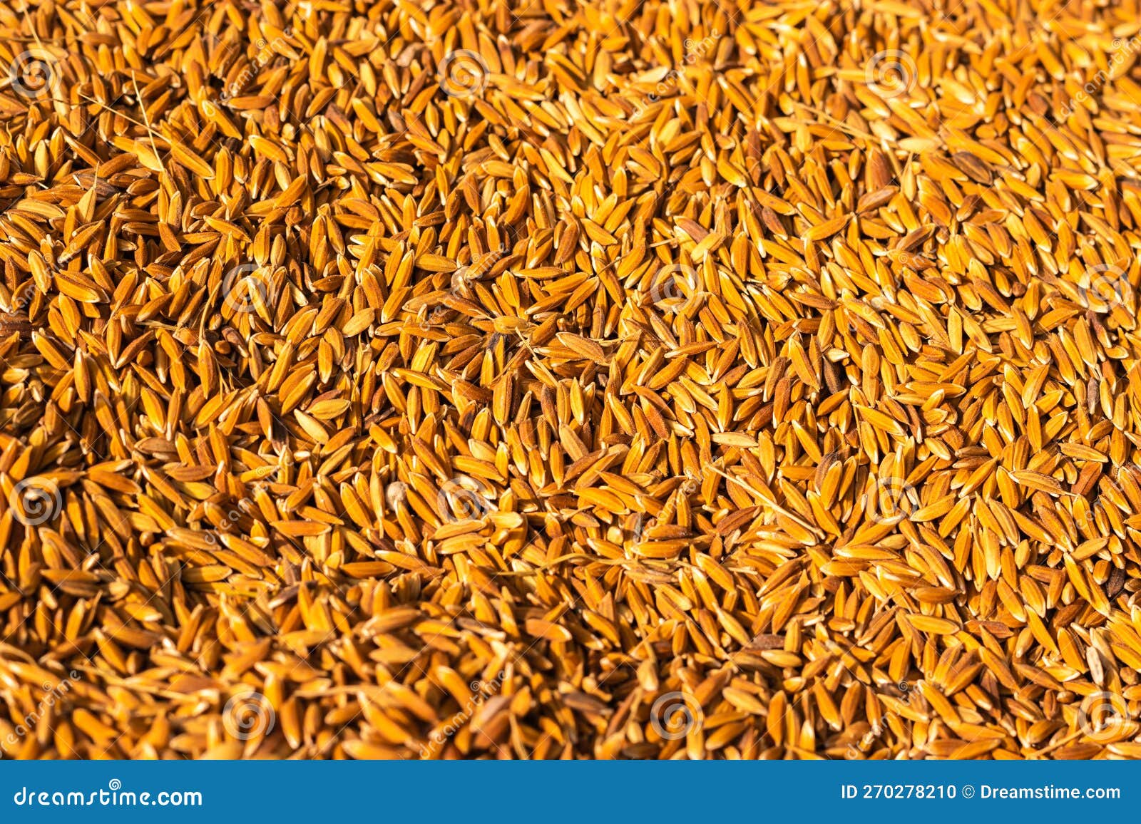 Paddy Rice Seeds from Top Angle at Day Stock Photo - Image of crop ...