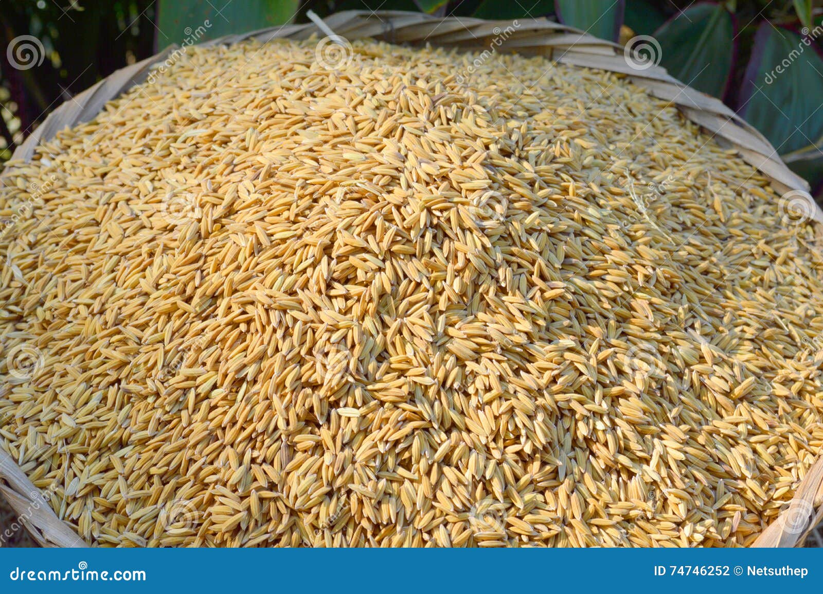 Paddy rice seeds stock photo. Image of thai, nutrient - 74746252