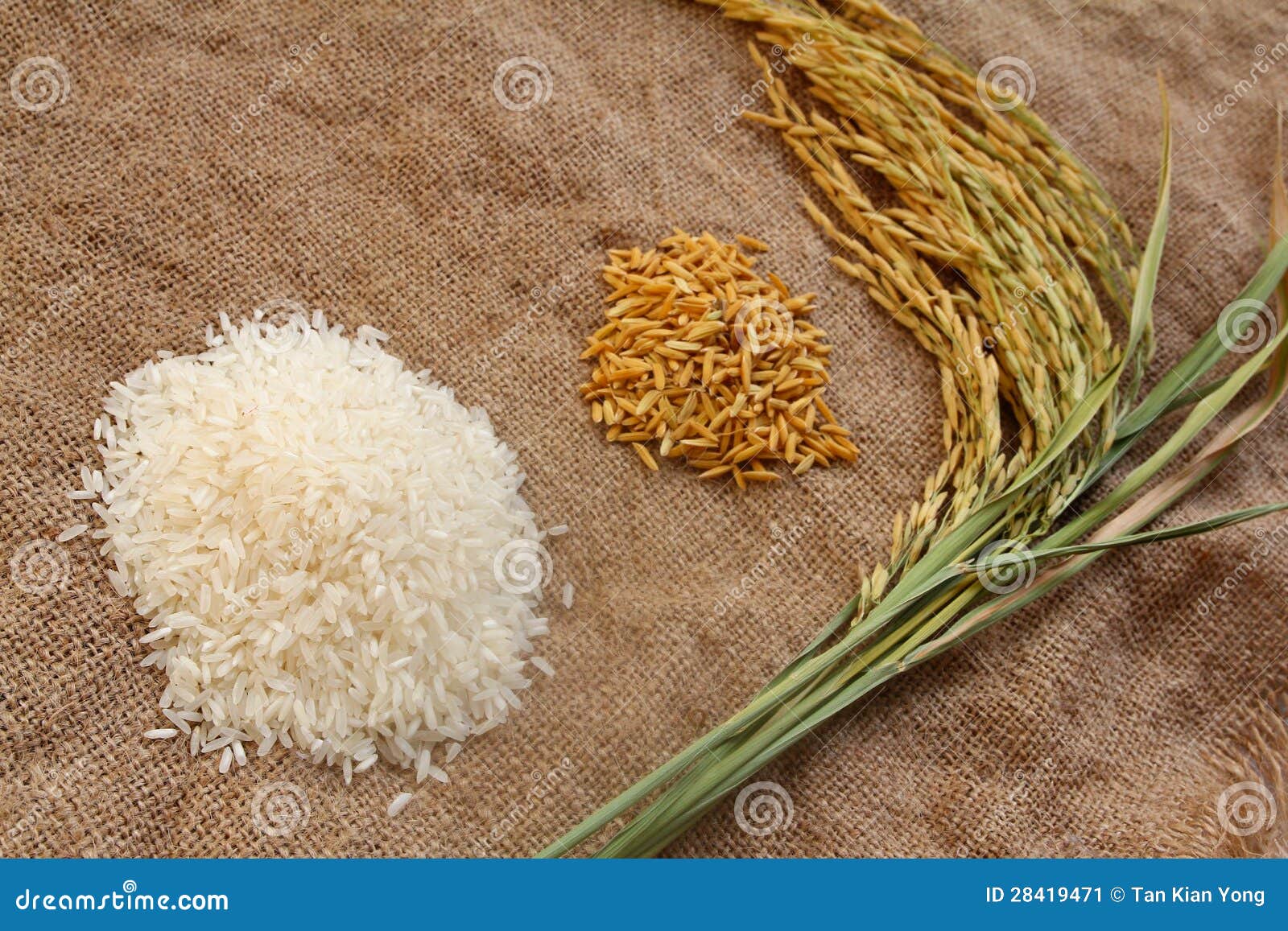 Paddy and rice Series 1 stock image. Image of energy - 28419471