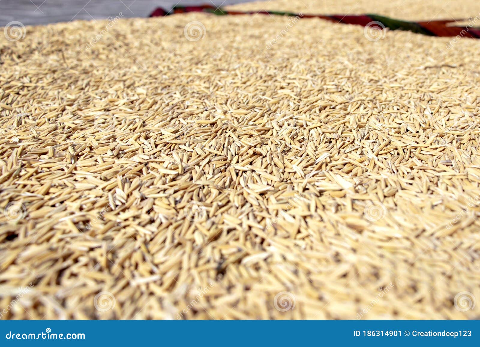 Paddy Rice. Spread of Paddy Rice on the Yard To Dry in the Sun Stock ...