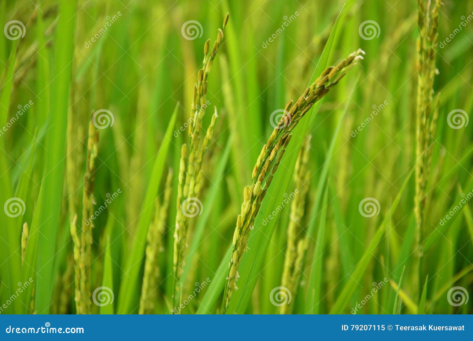 Paddy stock image. Image of asia, source, resources, world - 79207115