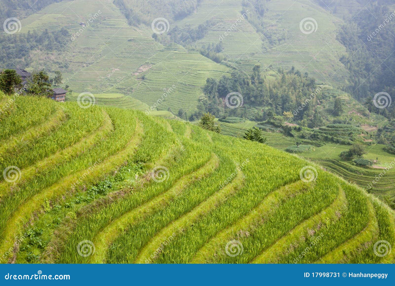 Paddy rice terraces stock image. Image of outdoors, cropland - 17998731