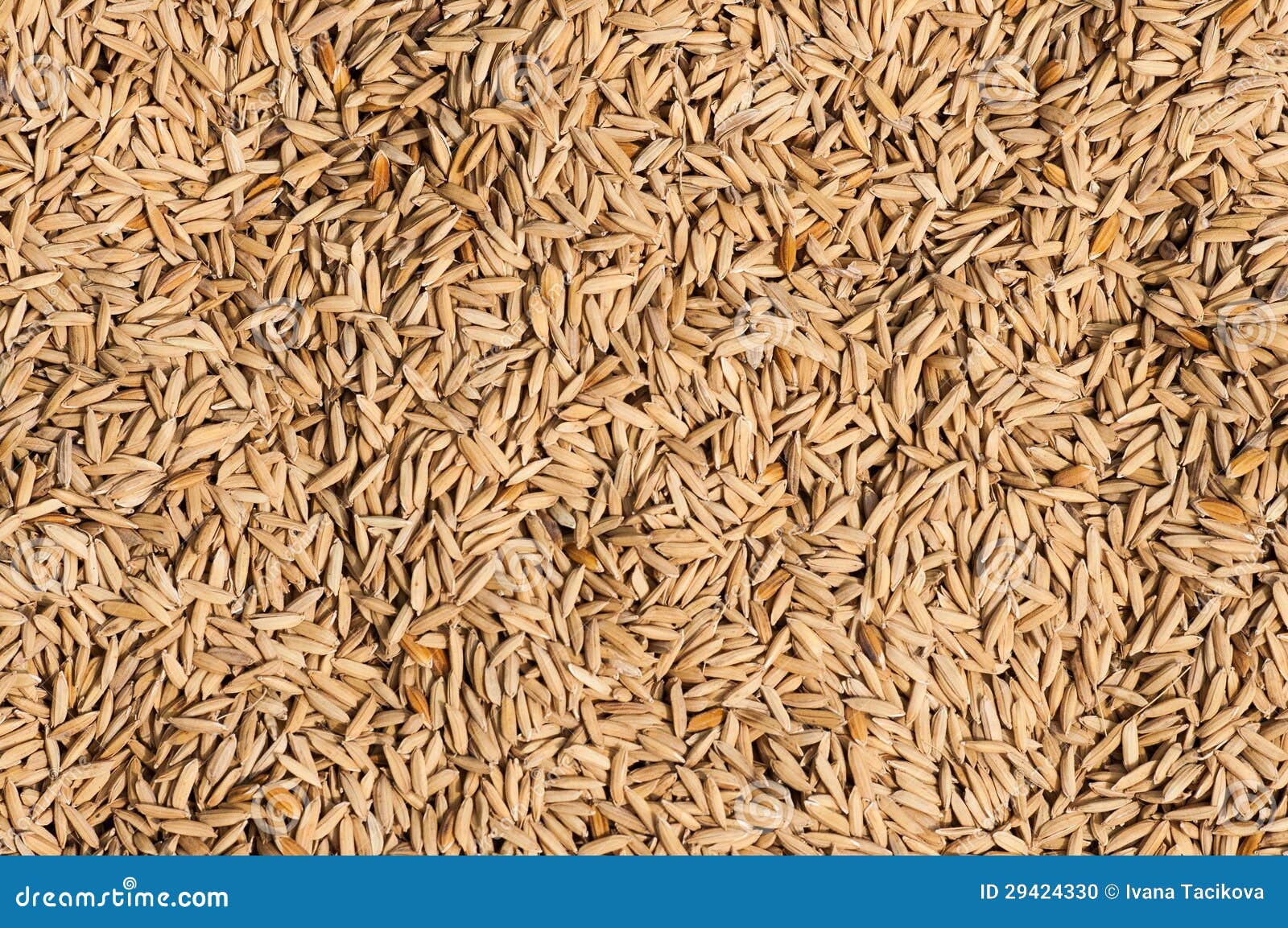 Paddy rice texture stock photo. Image of plant, beige - 29424330