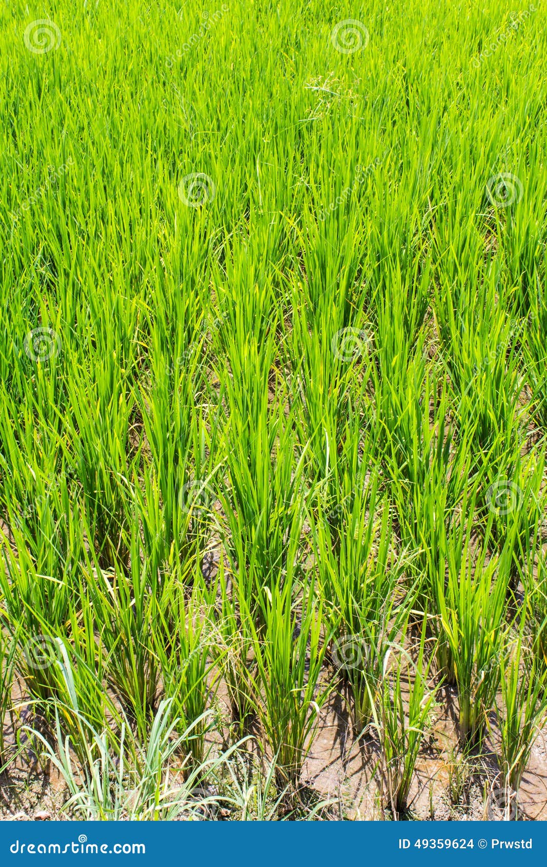 Paddy rice texture stock photo. Image of culture, plantation - 49359624