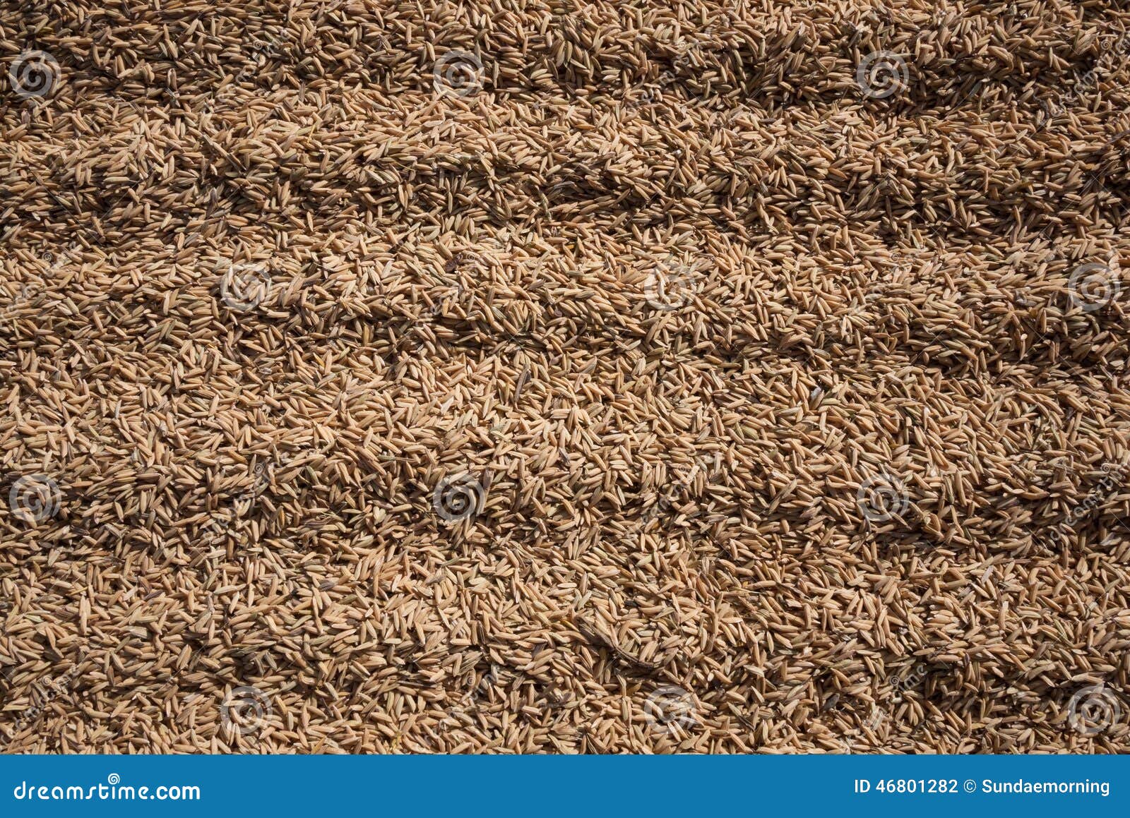 Paddy rice texture stock photo. Image of agriculture - 46801282