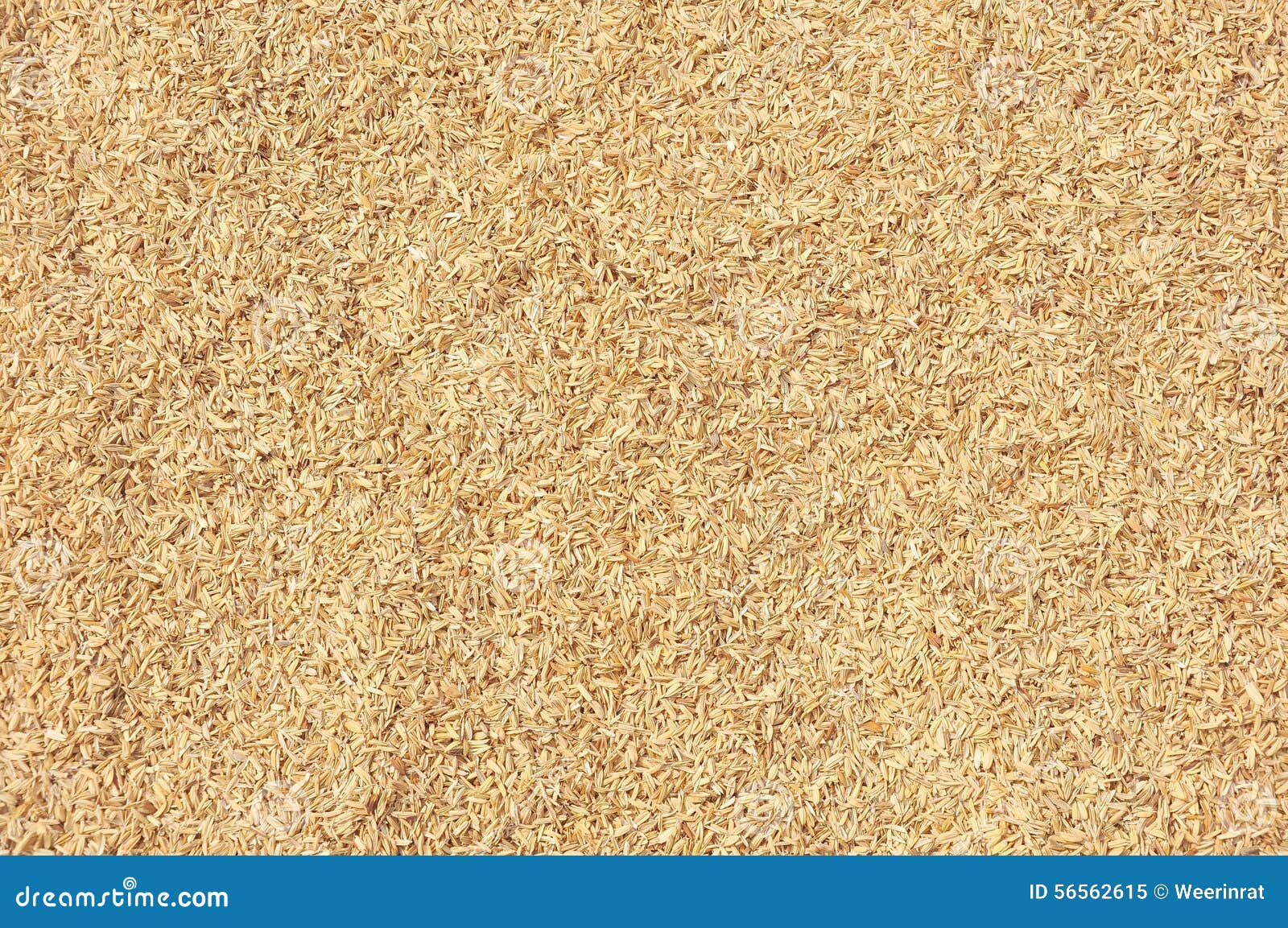 Paddy rice texture stock image. Image of texture, farm - 56562615