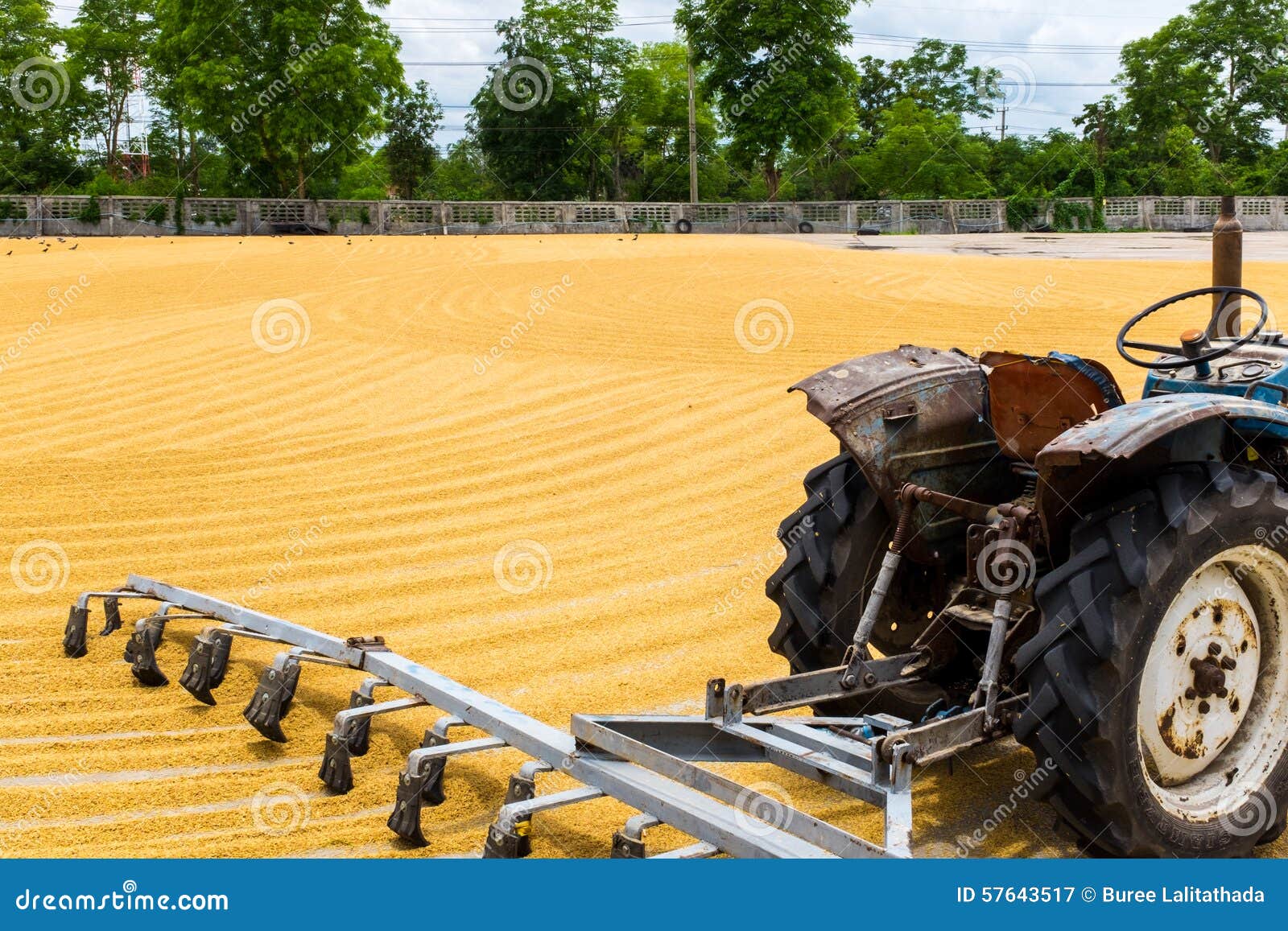 Paddy rice with tractor stock image. Image of season - 57643517