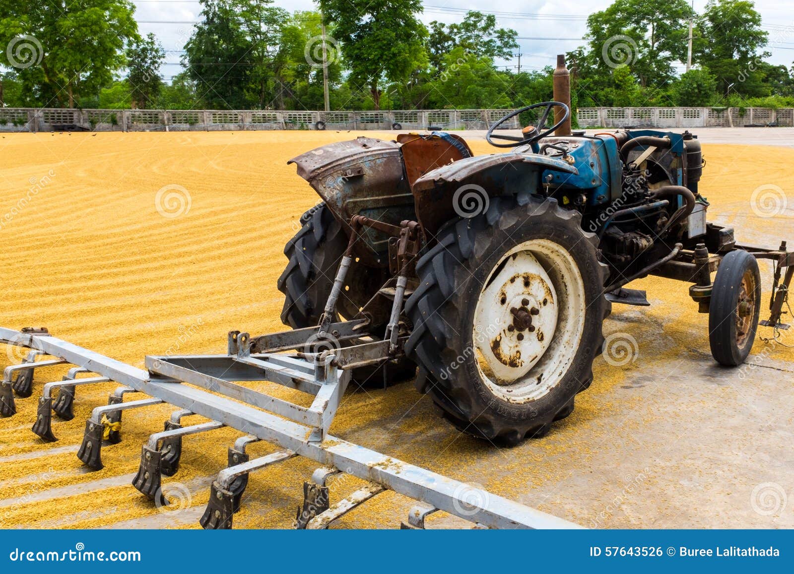 Paddy rice with tractor stock photo. Image of farm, natural - 57643526