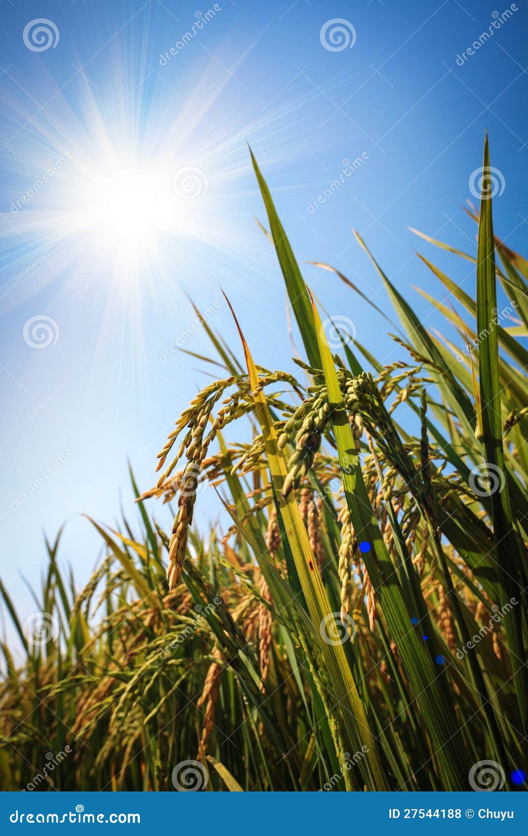 Paddy rice under the sun stock photo. Image of plantation - 27544188