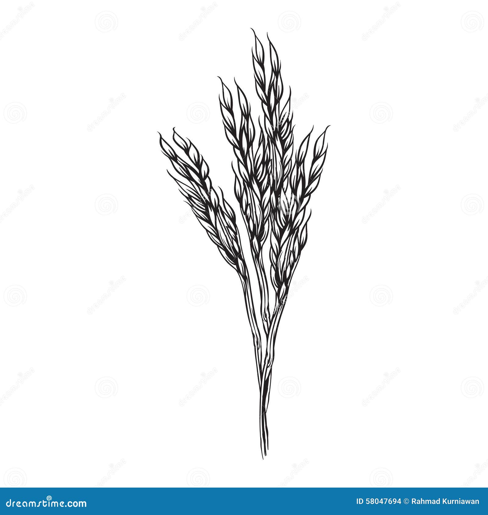 Rice Set, Black, Red, Basmati, Brown, Wild. Vector Illustration ...