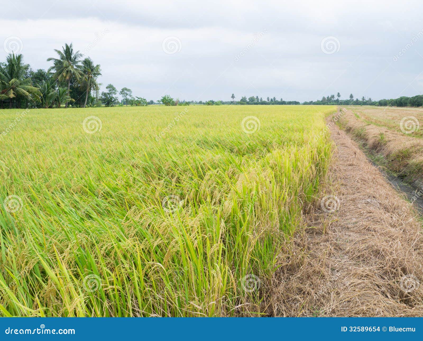 Paddy rice stock photo. Image of land, country, flower - 32589654