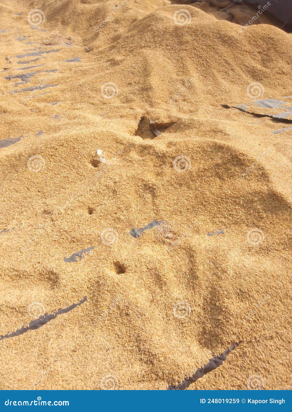 Paddy Rice in Warehouse for Milling Process Stock Image - Image of ...