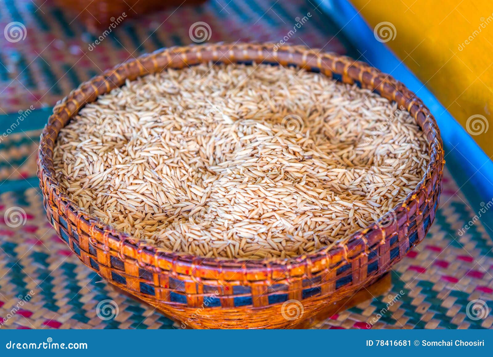 Paddy rice stock image. Image of paddy, farm, asia, seed - 78416681
