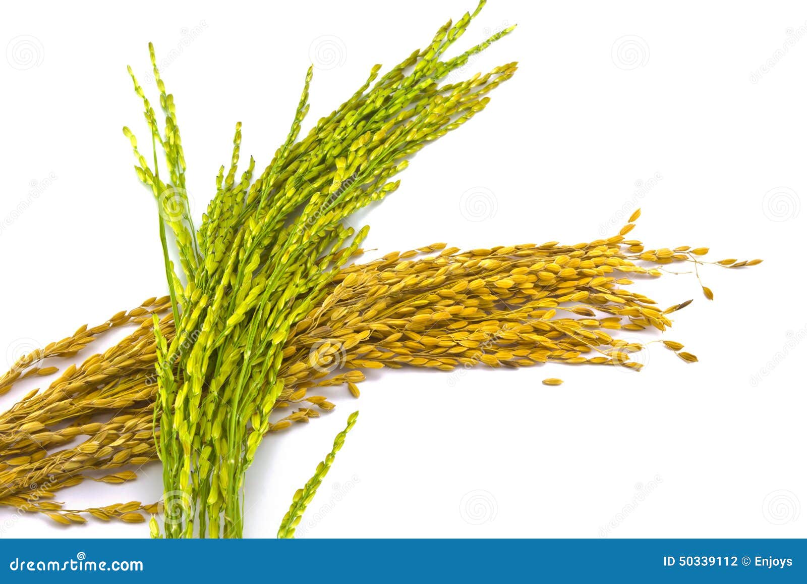 Paddy Rice on a White Background Stock Photo - Image of closeup, grain ...