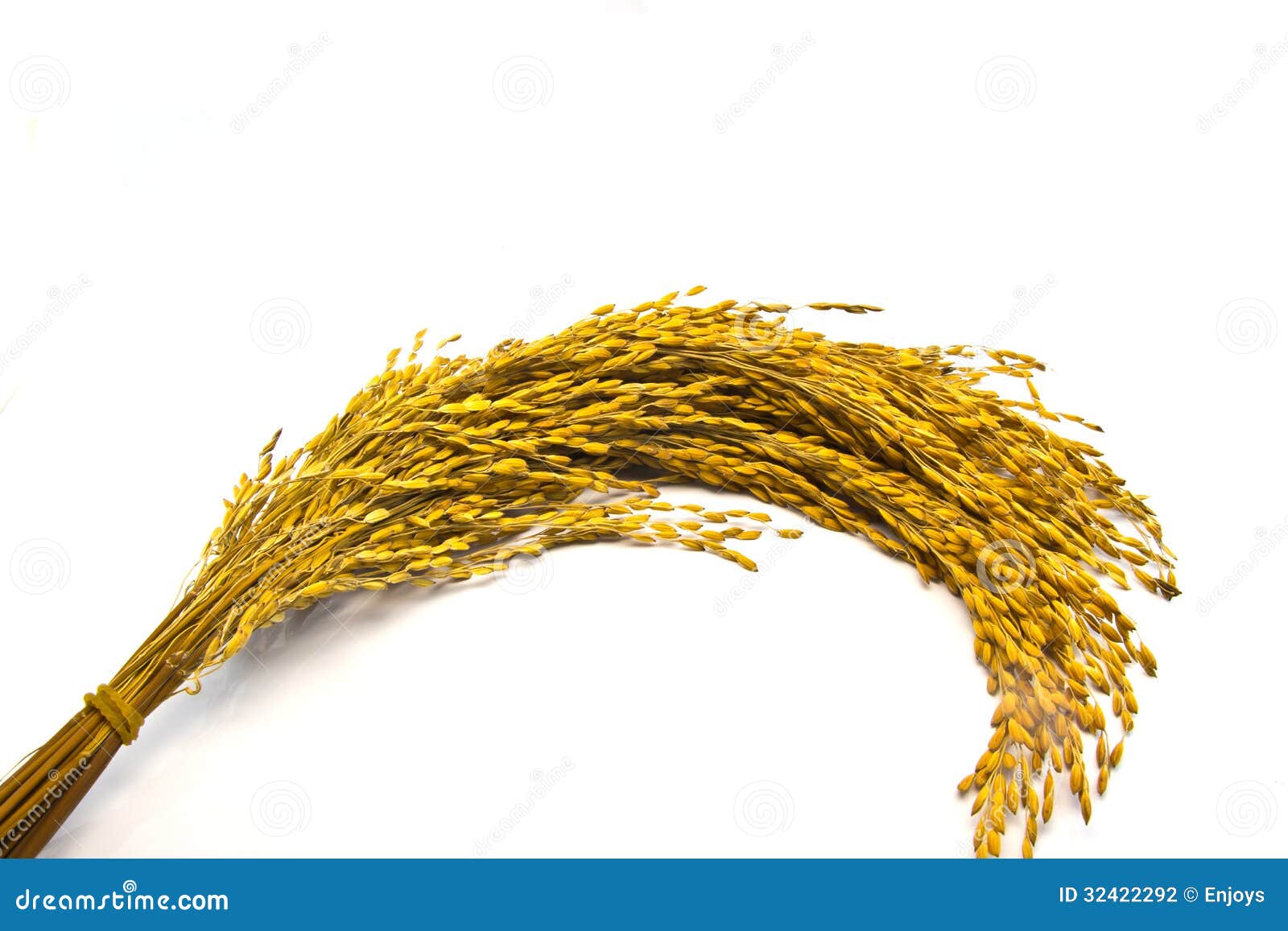 Paddy Rice on White Background Stock Photo - Image of fiber, crop: 32422292