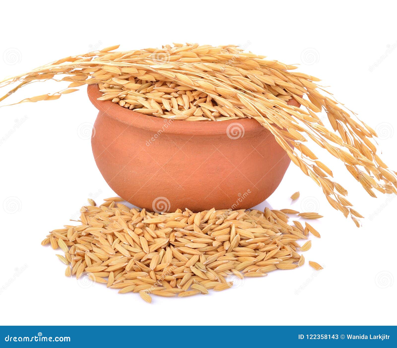 Paddy Rice on White Background Stock Image - Image of grain ...