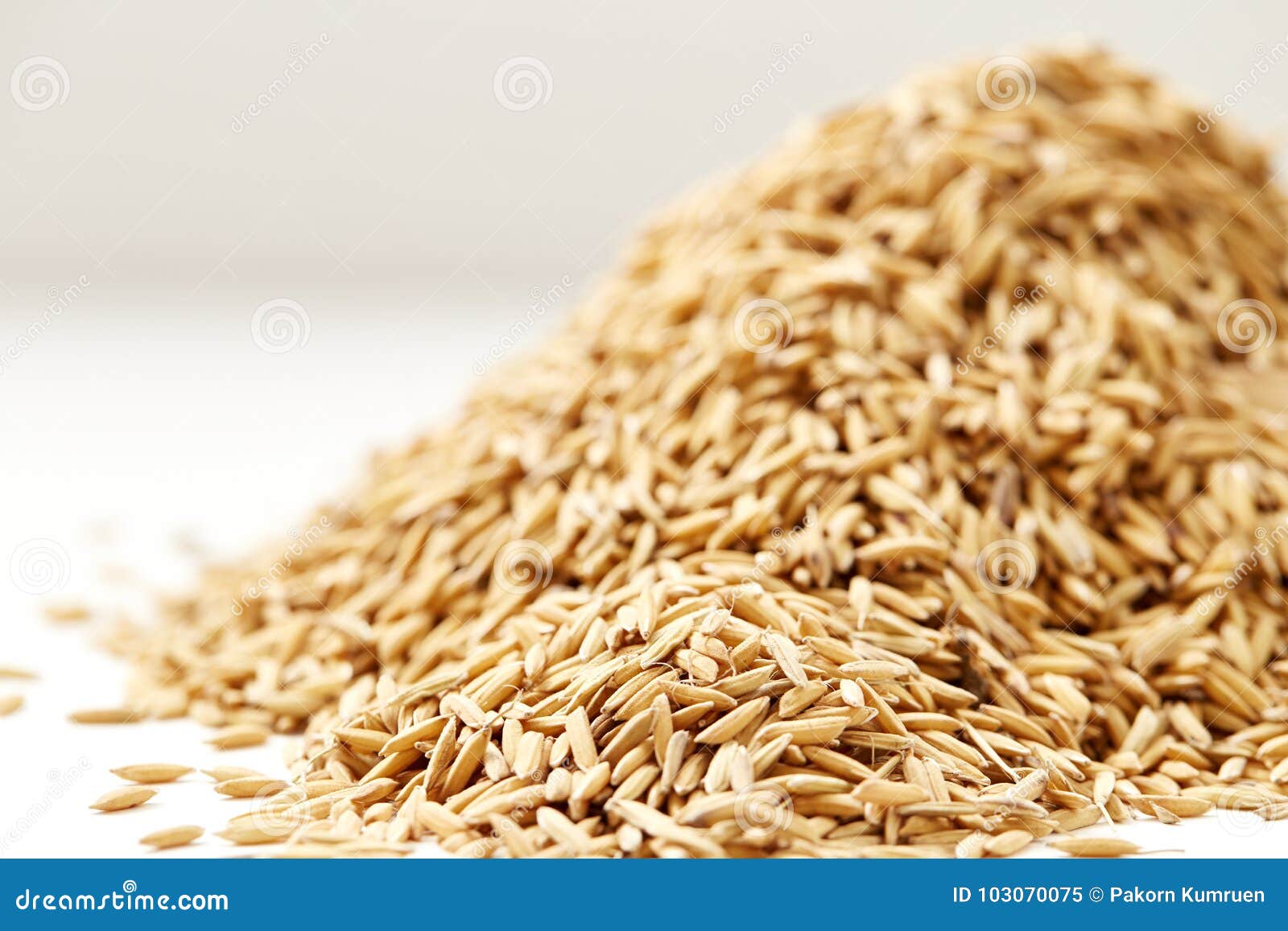 Paddy Rice on White Background Stock Image - Image of background, grain ...