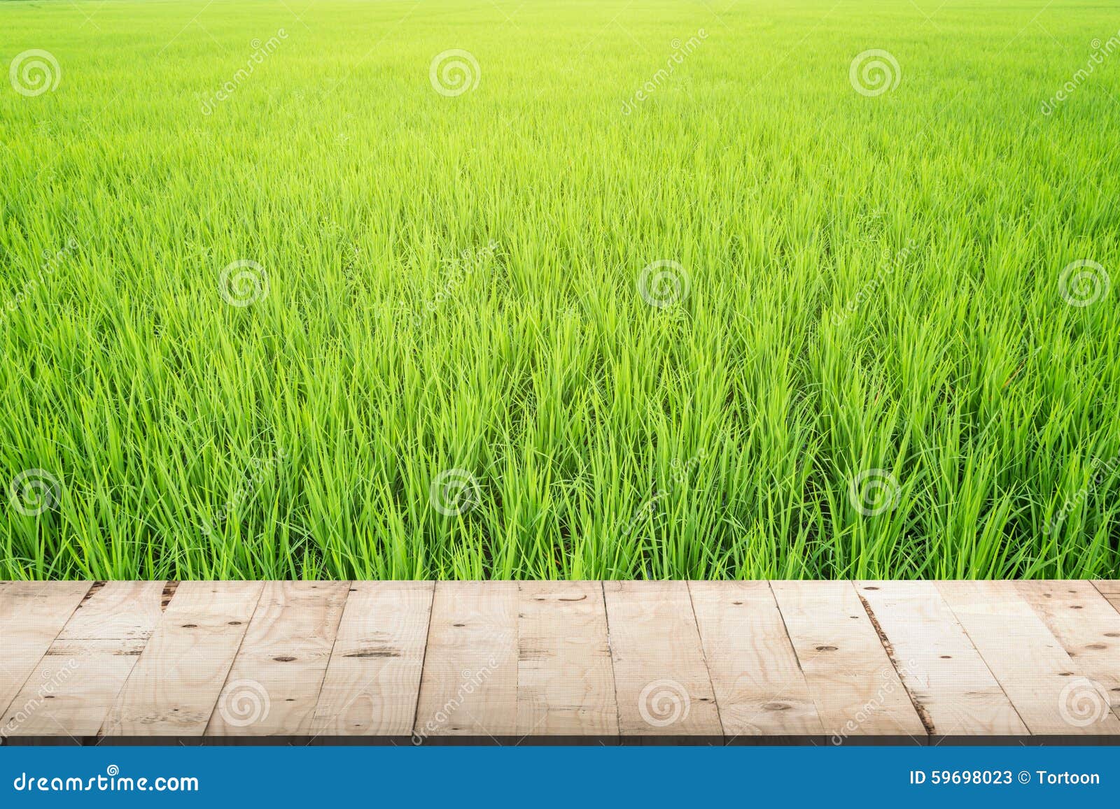 Paddy rice and wood table stock image. Image of spring - 59698023