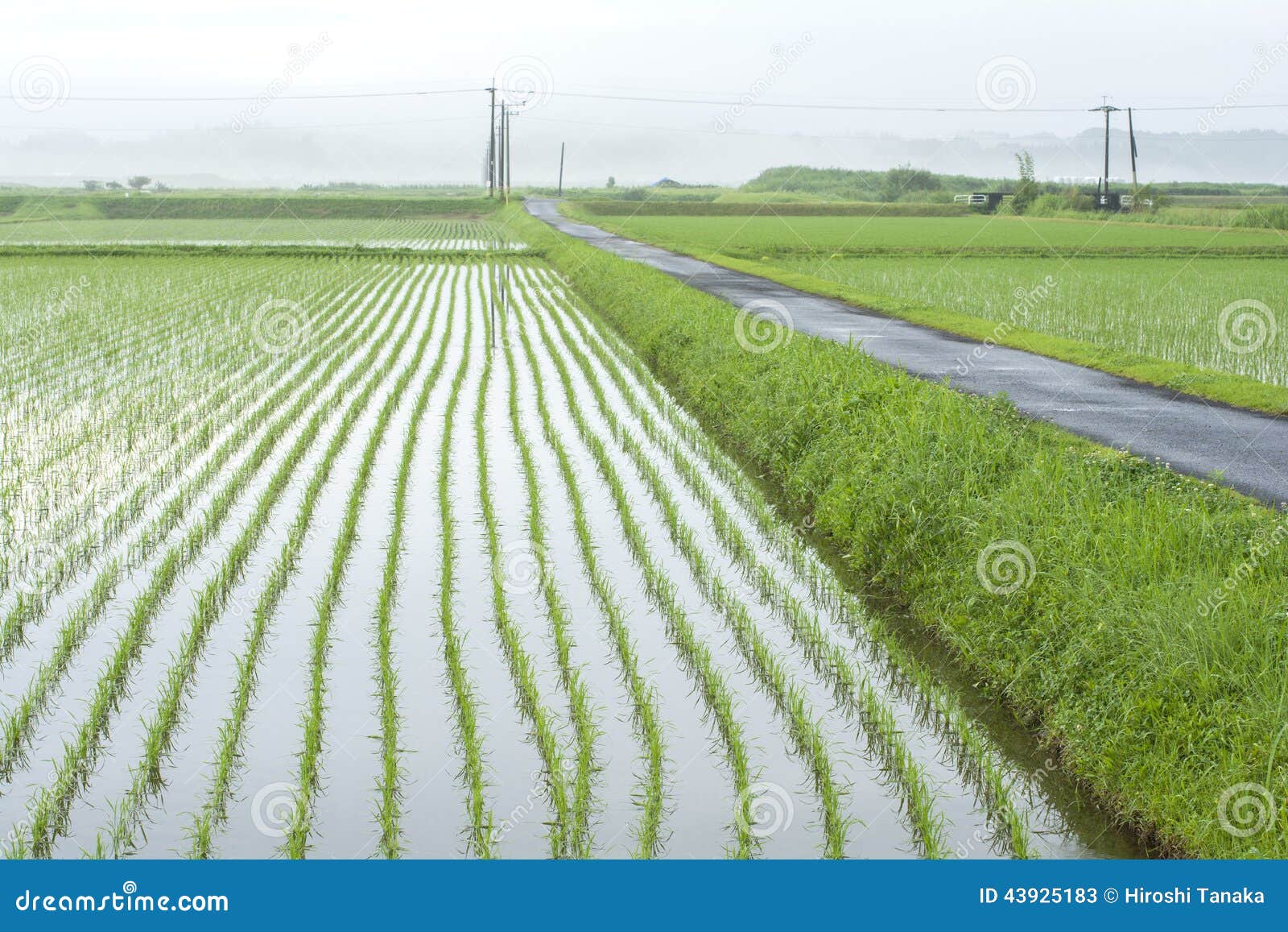Paddy and road stock image. Image of country, cloudiness - 43925183