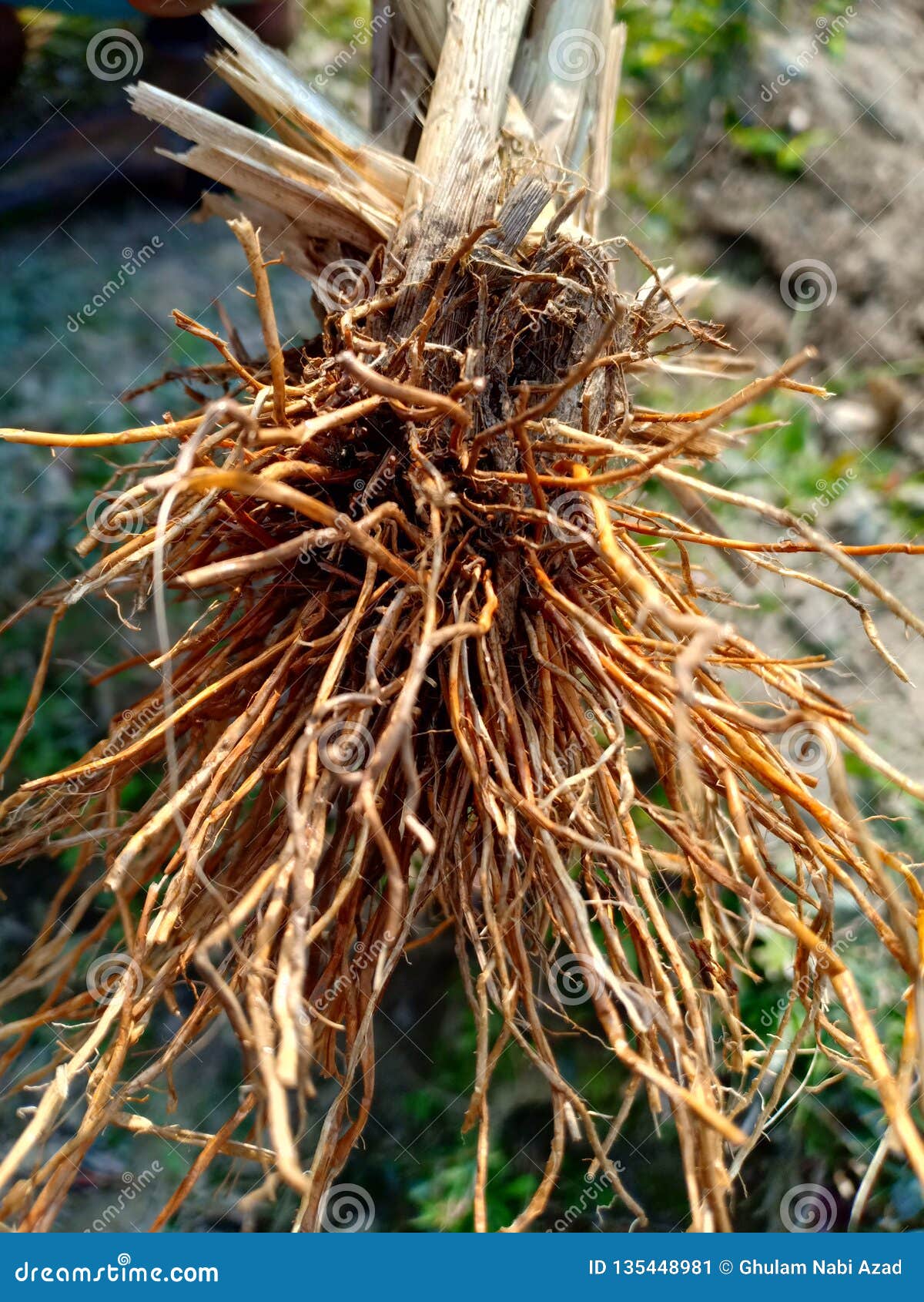 Paddy roots stock image. Image of brown, roots, root - 135448981
