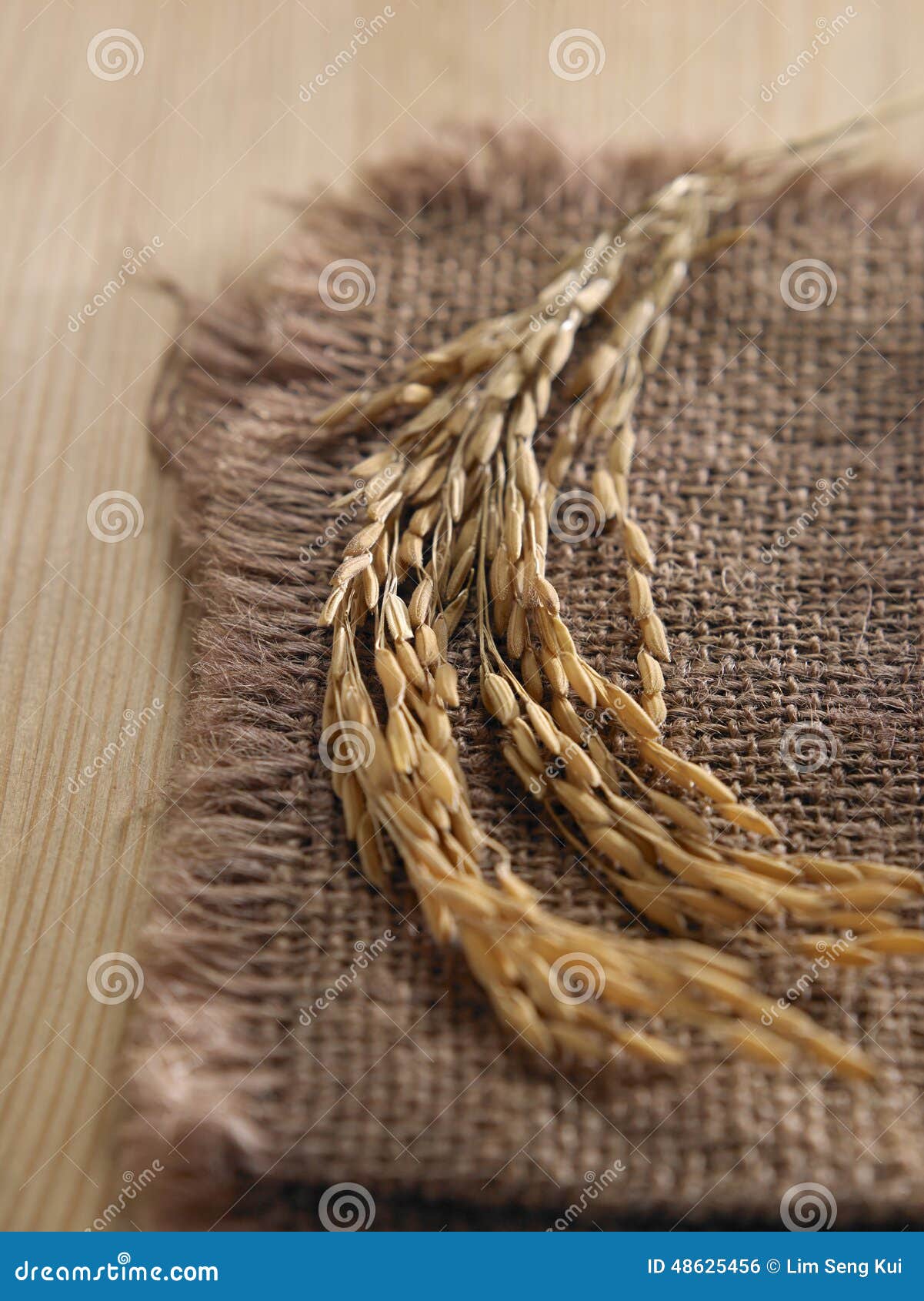 Paddy stock photo. Image of nature, harvest, farm, rice - 48625456
