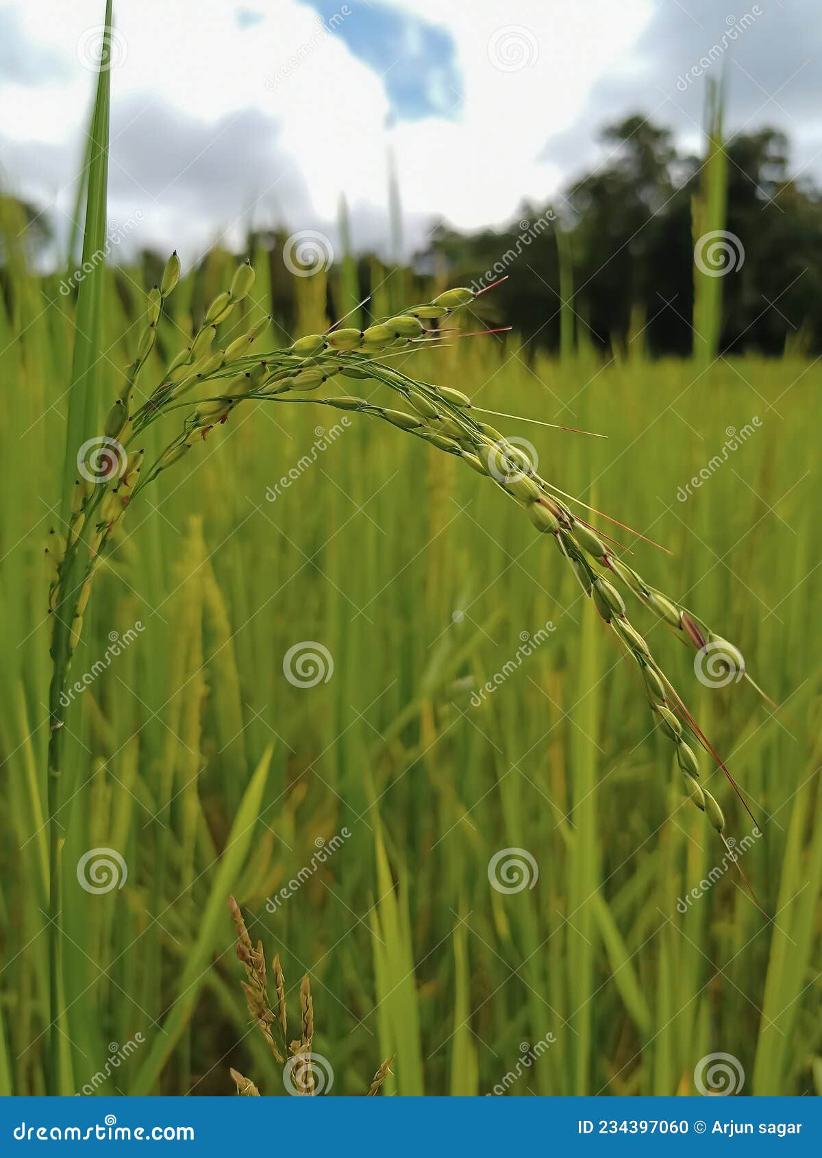 Paddy saplings closeup stock photo. Image of agriculture - 234397060
