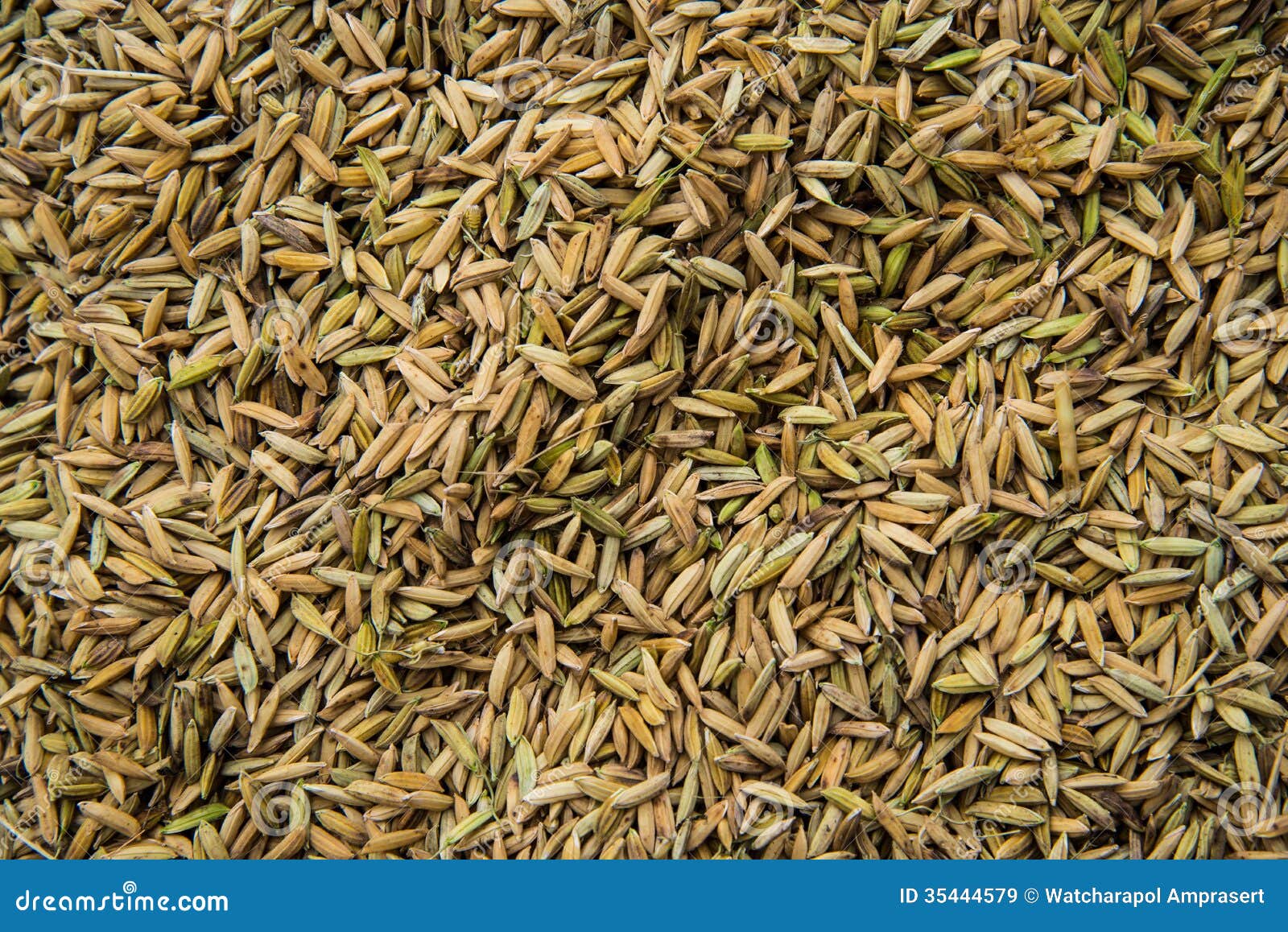 Paddy stock image. Image of olive, diet, healthy, decor - 35444579