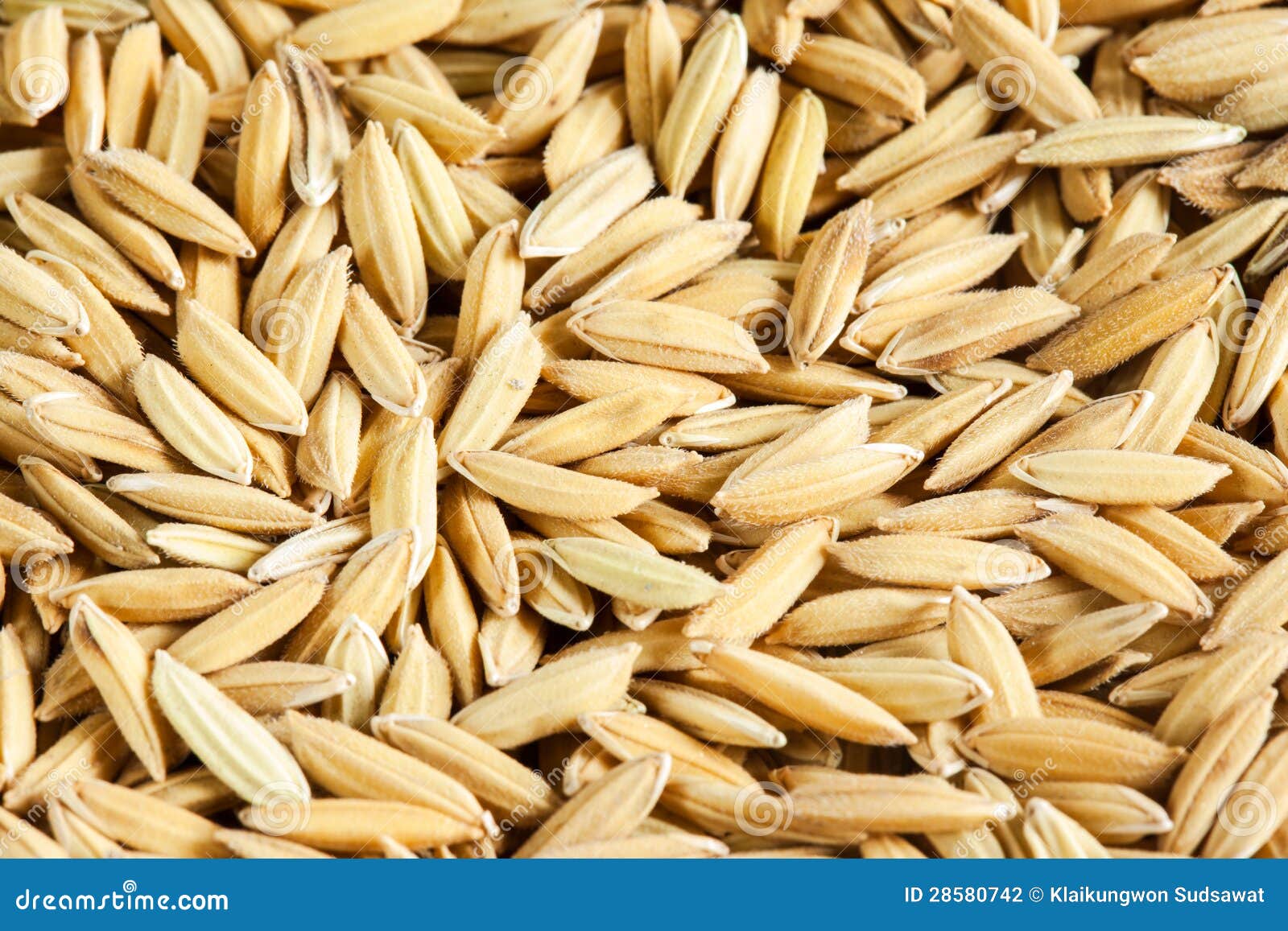 Paddy Seed Close Up Stock Photography - Image: 28580742