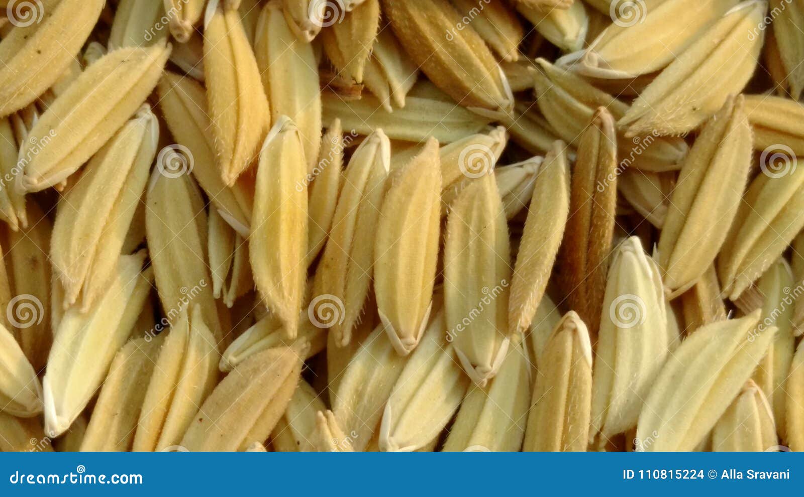 Paddy seed rice background stock photo. Image of natural - 110815224