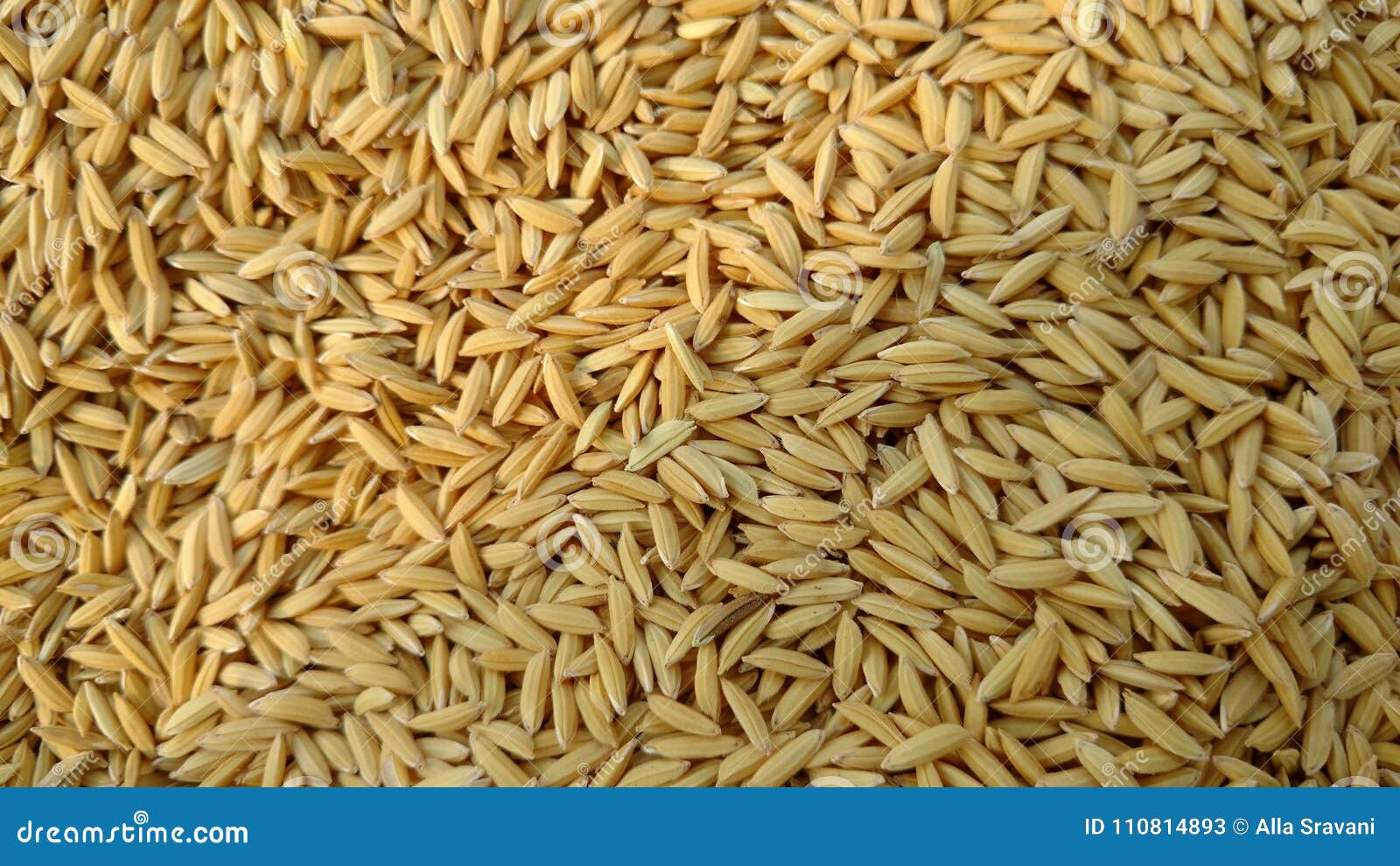 Paddy seed rice background stock image. Image of popular - 110814893