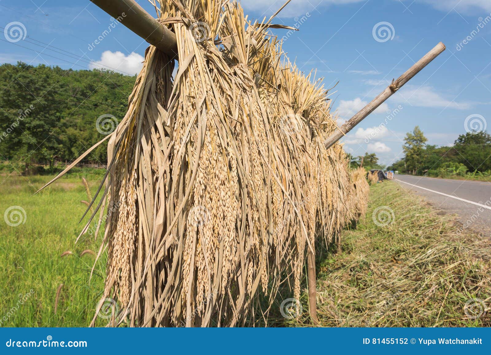 Paddy, Seed, Rice, Thailand Stock Photo - Image of farm, brown: 81455152