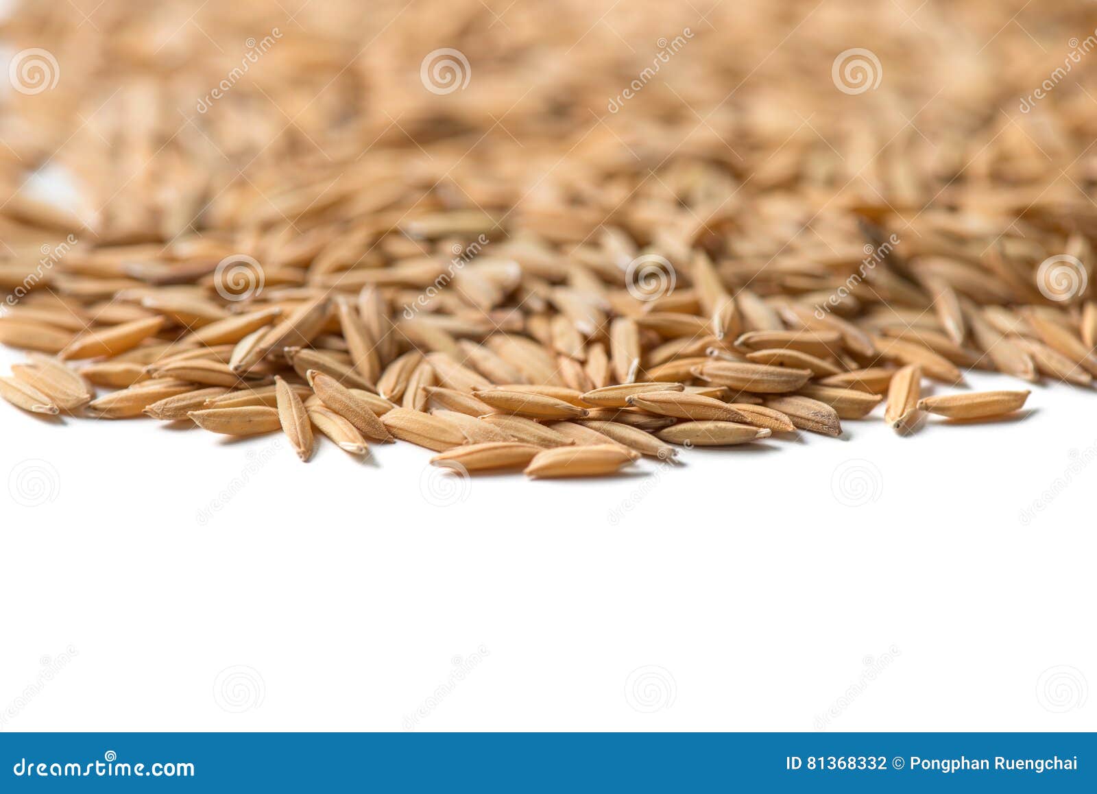 Paddy seed stock photo. Image of food, nutrition, asia - 81368332