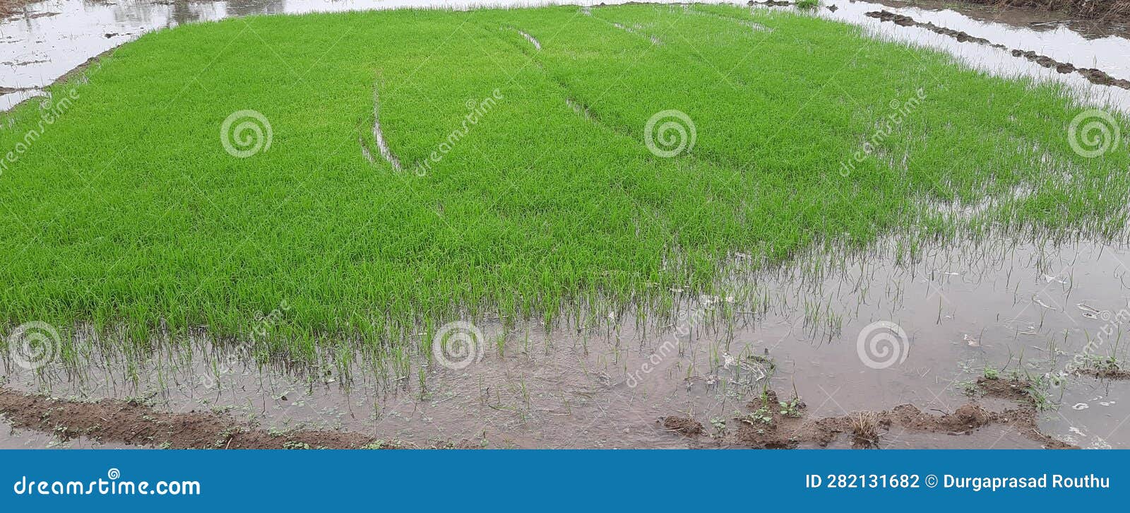 Paddy Seedling Bed Ready To Be Planted in a Village Stock Photo - Image ...