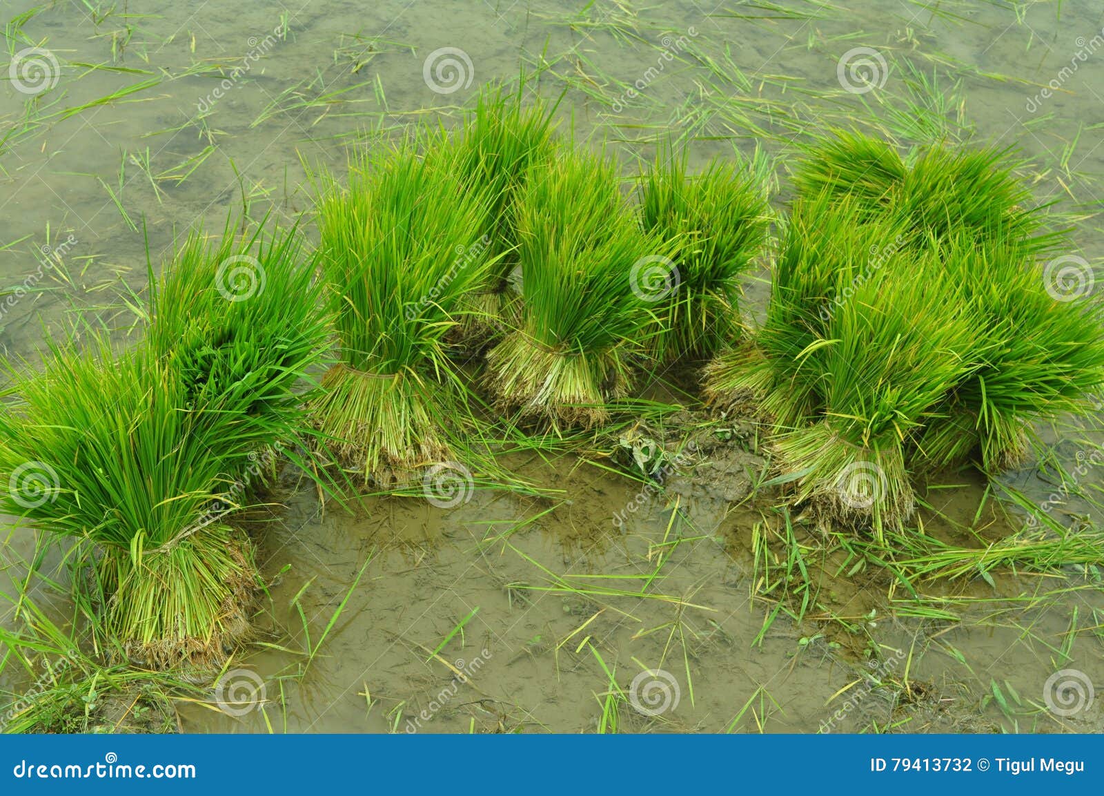 Paddy seedlings stock photo. Image of emotions, welcome - 79413732
