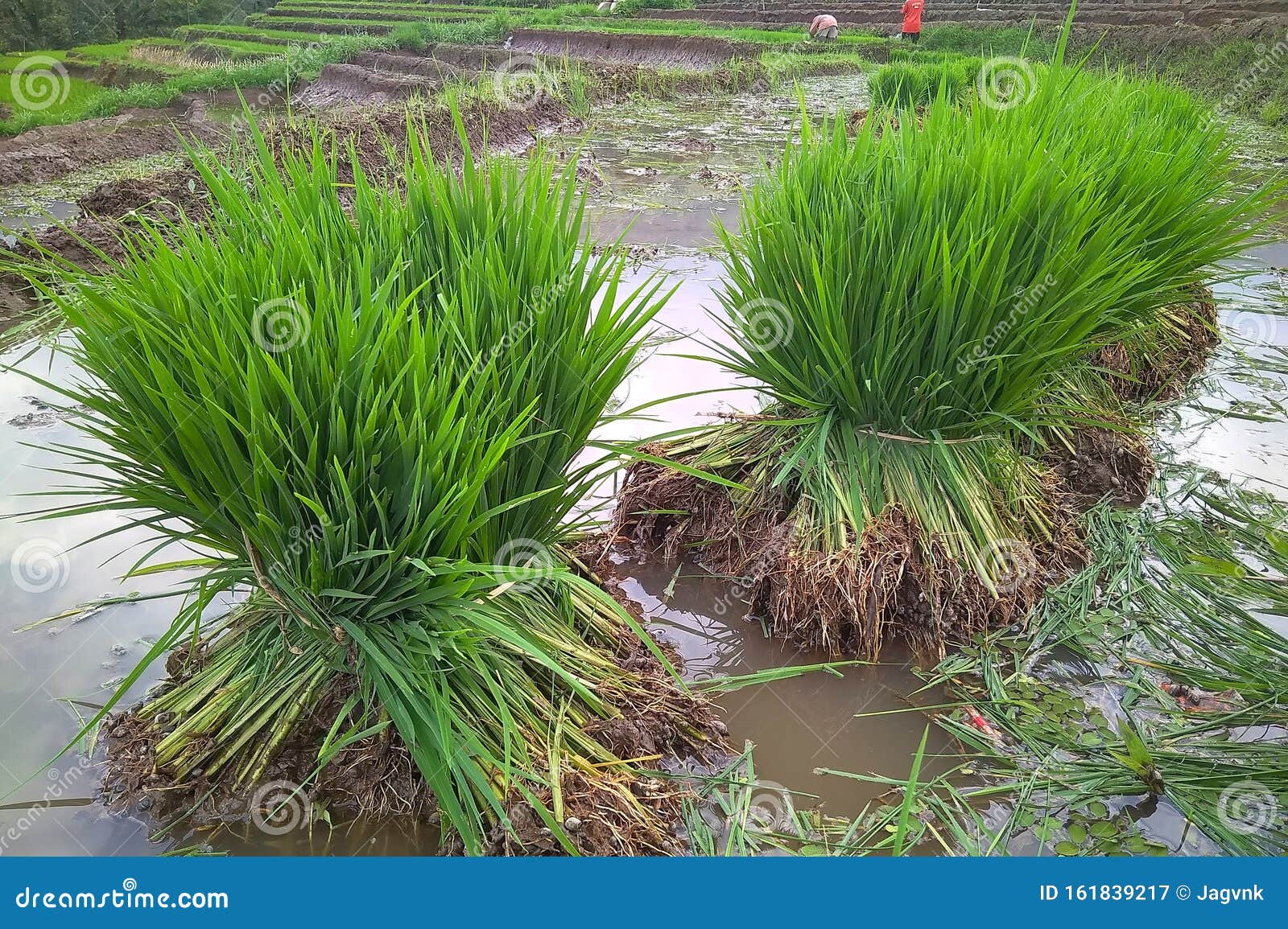 Paddy Seedlings before Planting Stock Image - Image of field, green ...