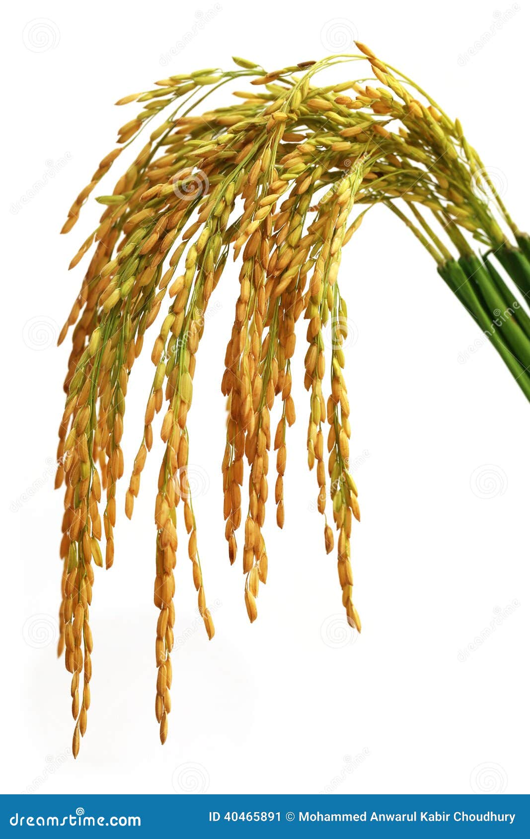 Paddy seeds stock image. Image of crop, isolated, color - 40465891