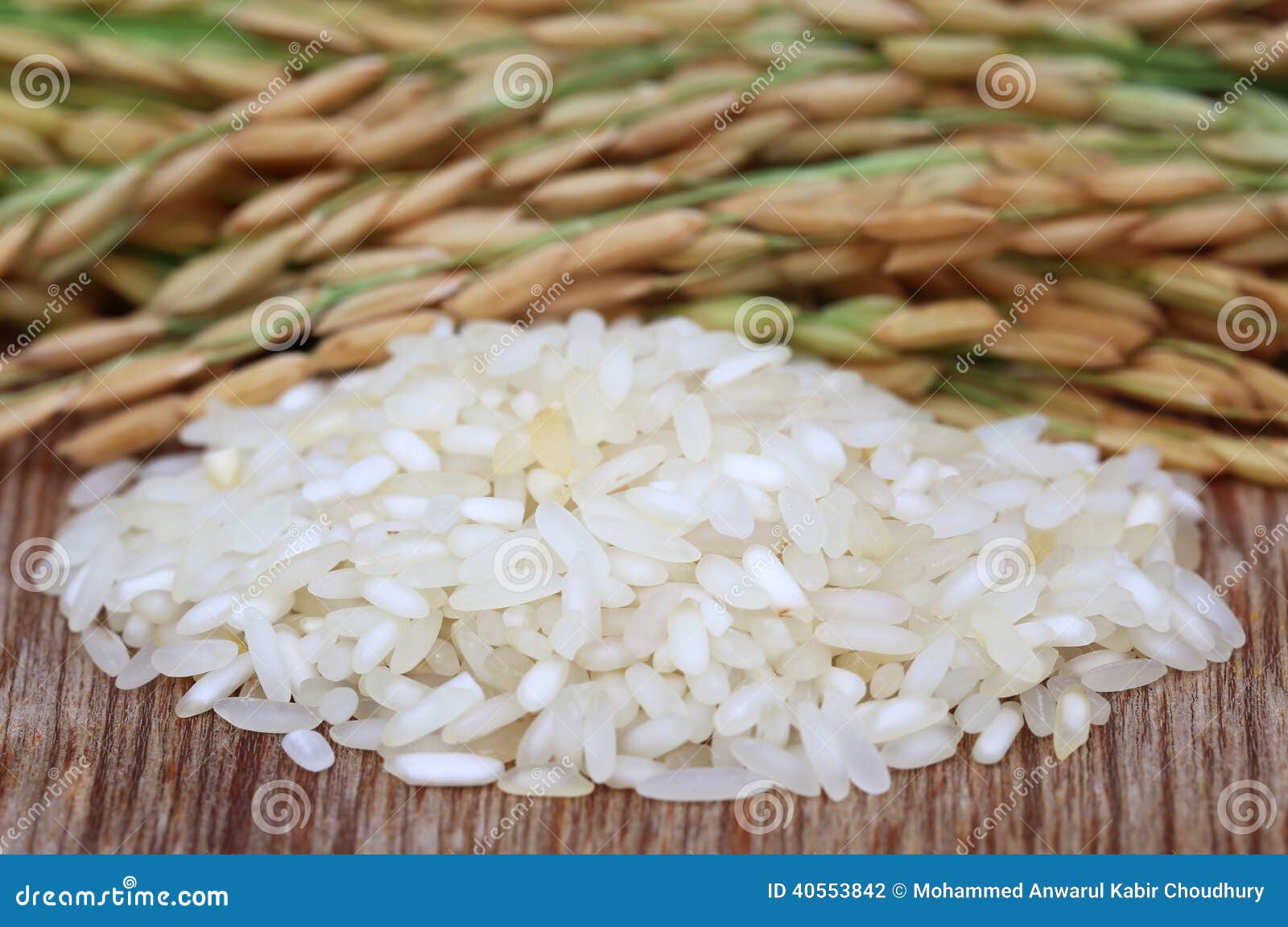 Paddy seeds with rice stock photo. Image of bunch, ripe - 40553842