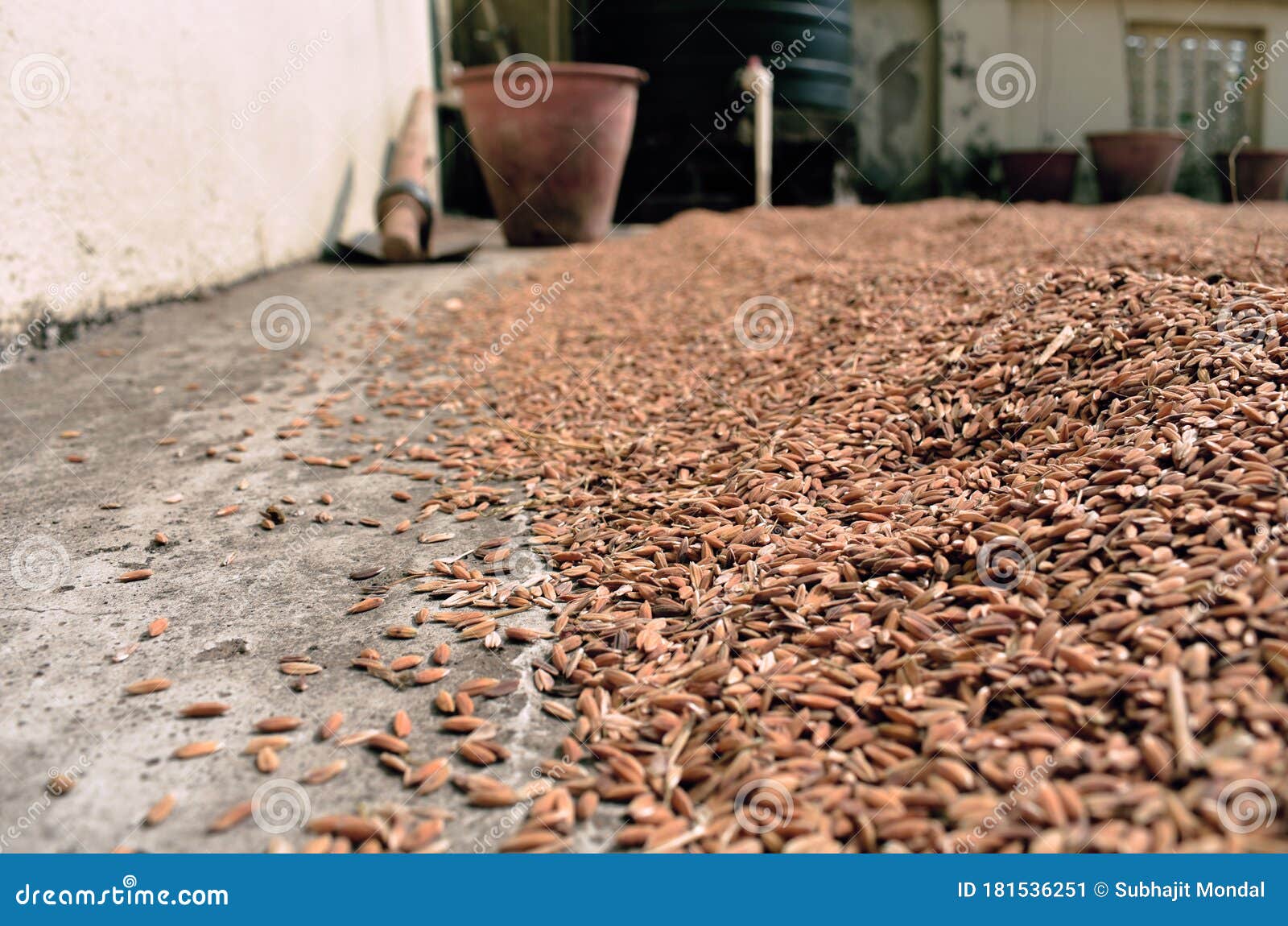 Paddy Seeds Spread on the Rooftop To Dry Under Open Air Stock Image ...
