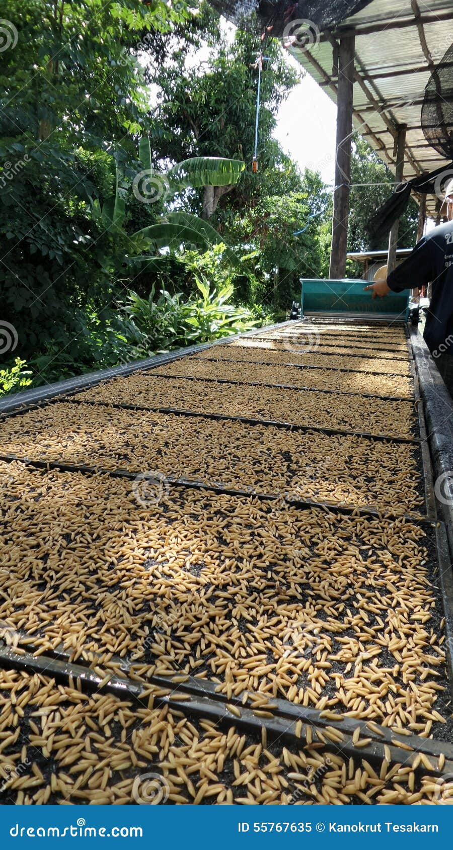 Paddy on soil stock image. Image of tree, paddy, step - 55767635