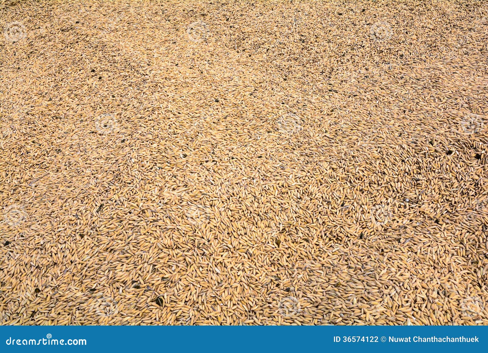 Paddy stock photo. Image of crop, fiber, plant, golden - 36574122