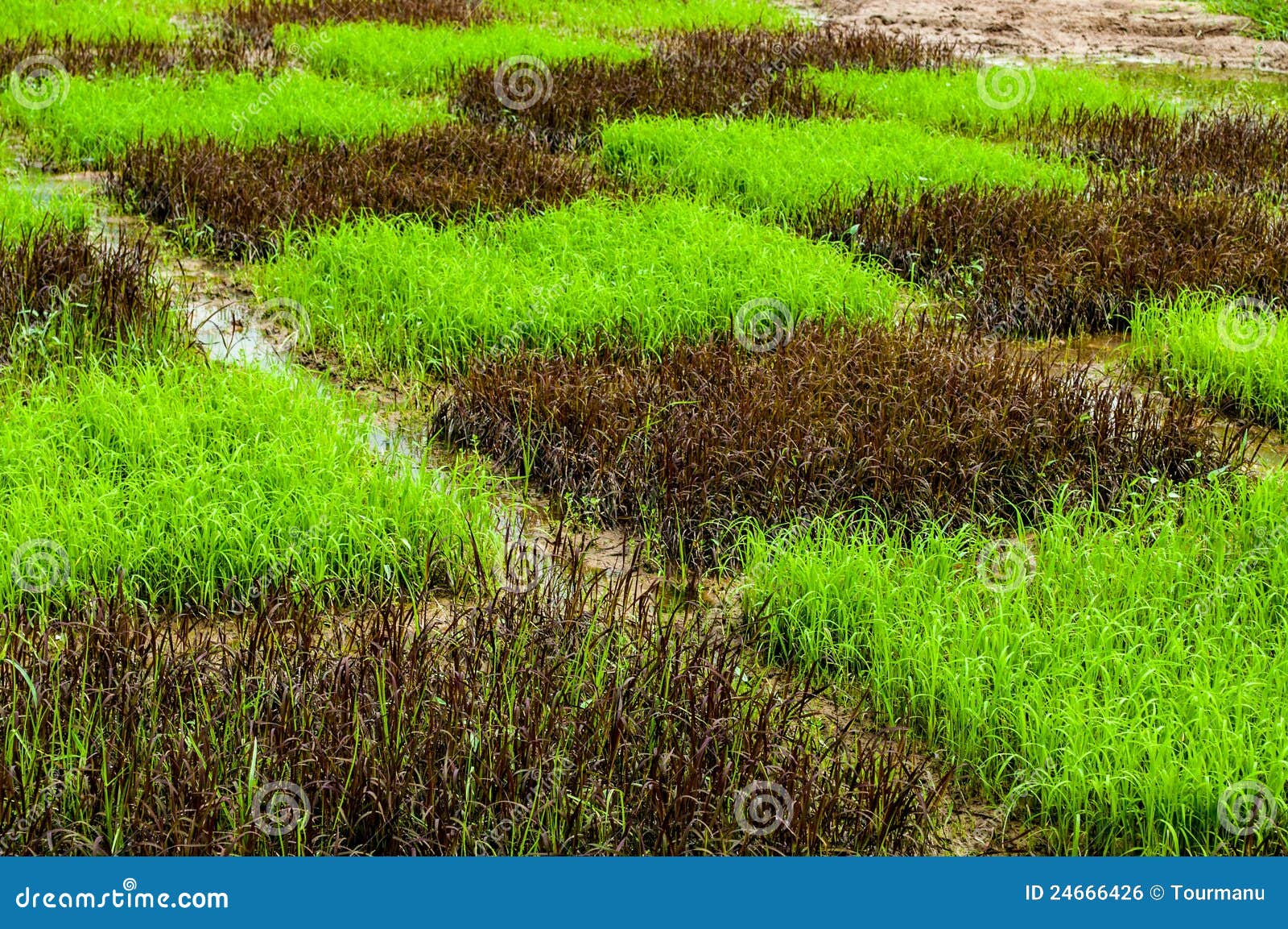 Paddy Sprout stock photo. Image of farm, farmland, country - 24666426