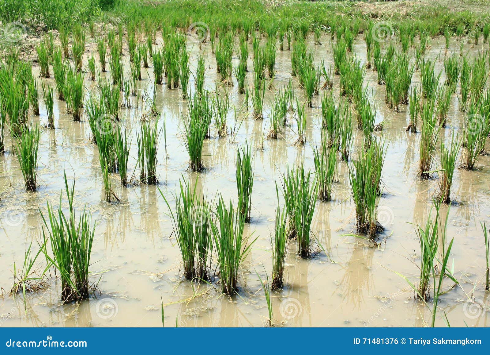 Paddy Sprouts for Transplanting in Paddy Field Stock Photo - Image of ...