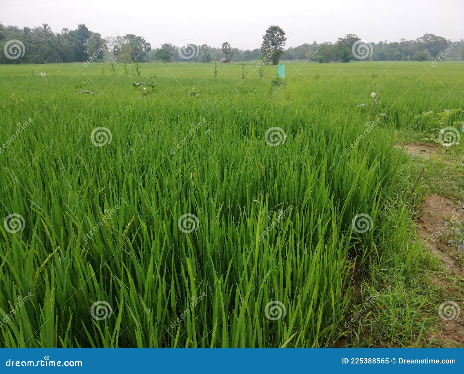 Paddy in sri lanka stock image. Image of beautiful, paddy - 225388565