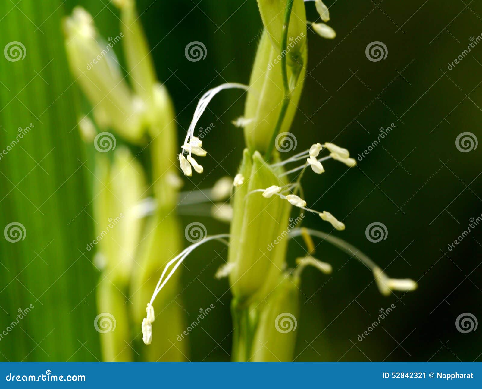 Paddy stalk and flowers stock image. Image of produce - 52842321