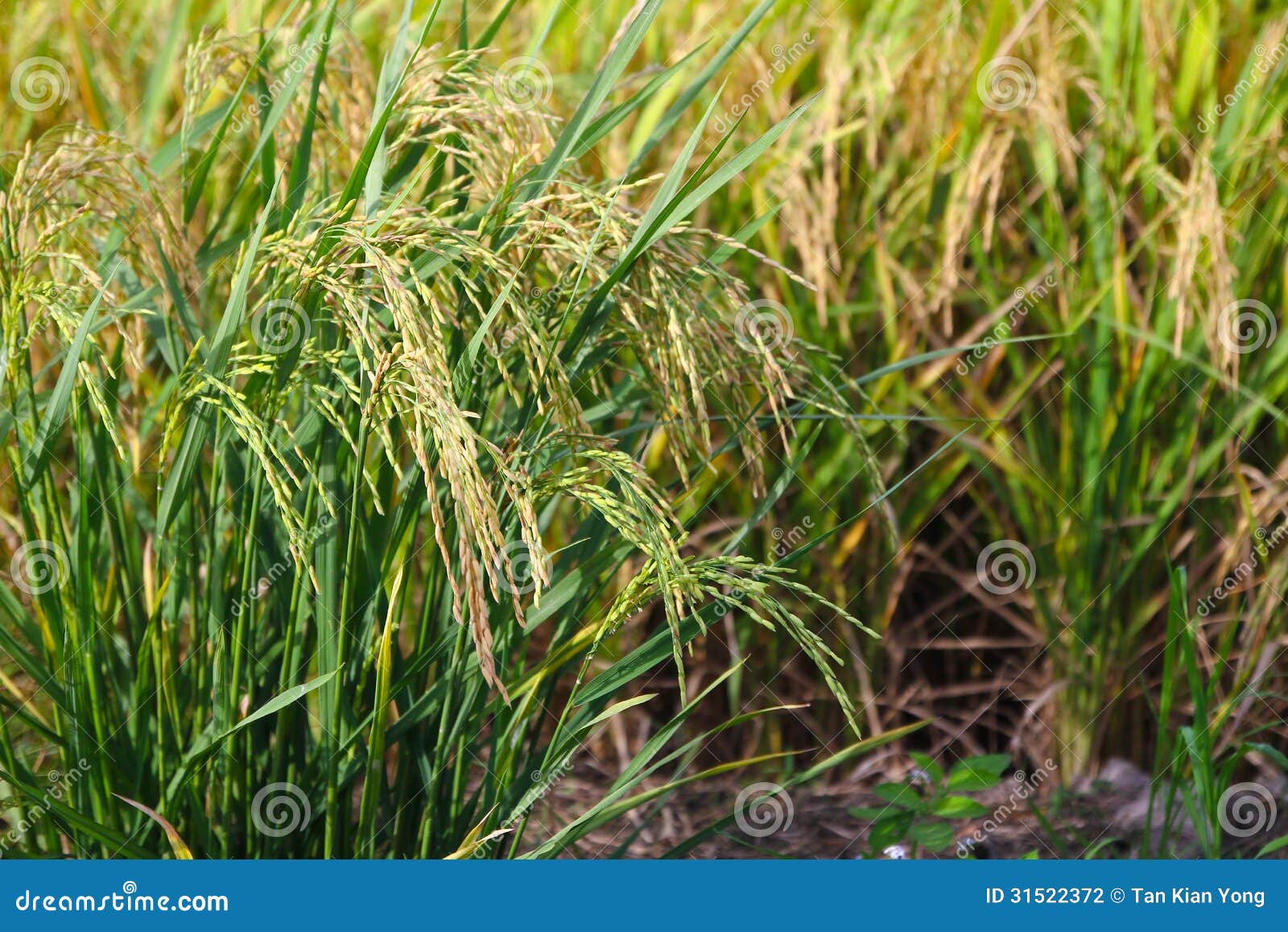 Paddy stalks in field stock photo. Image of stalks, paddy - 31522372