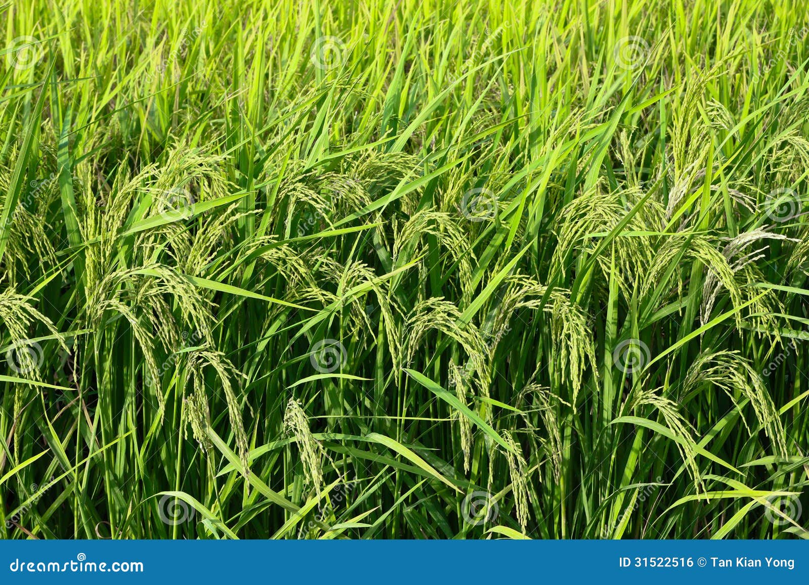 Paddy Stalks in Field - Series 2 Stock Photo - Image of asia, grains ...
