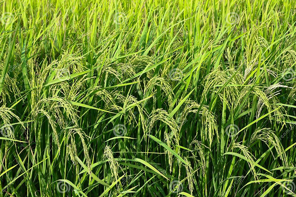 Paddy Stalks in Field - Series 2 Stock Photo - Image of asia, grains ...